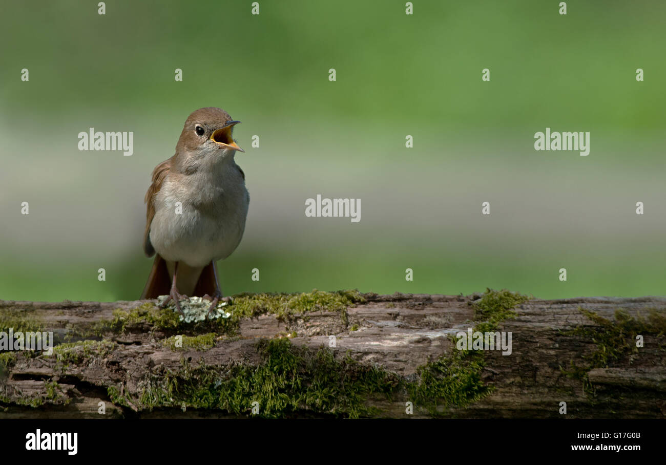 Nightingales uk bird hi-res stock photography and images - Alamy