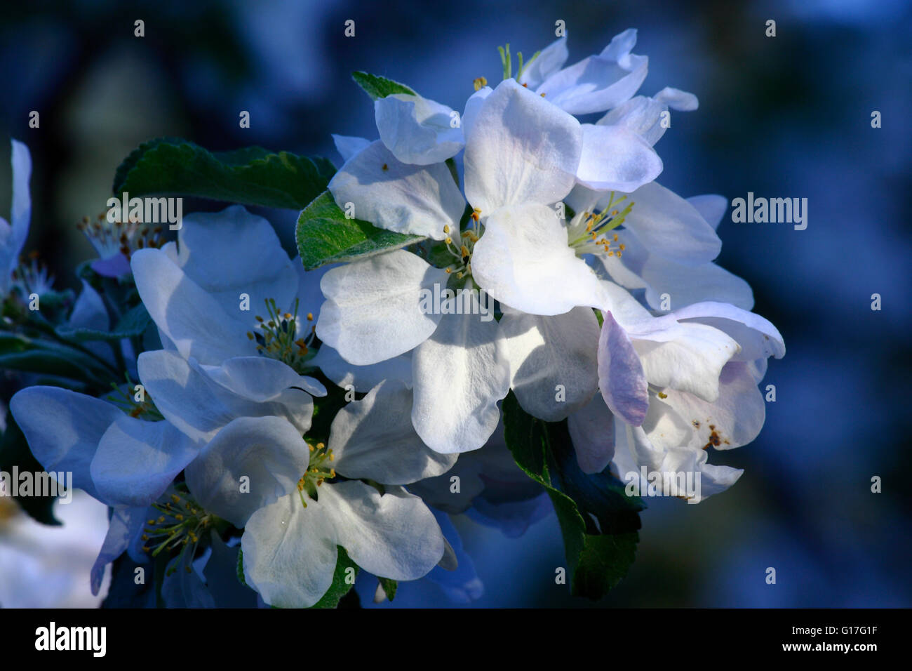 Apple tree twig hi-res stock photography and images - Alamy