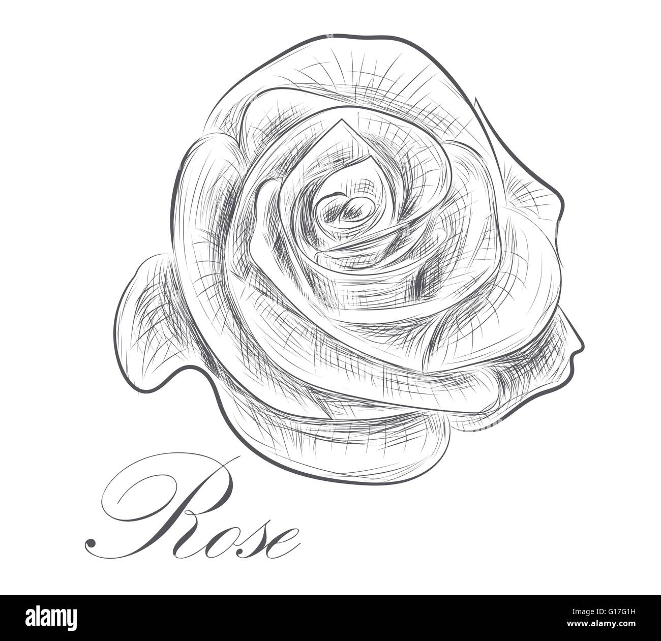 Hand drawn rose on white background Stock Vector Image & Art - Alamy