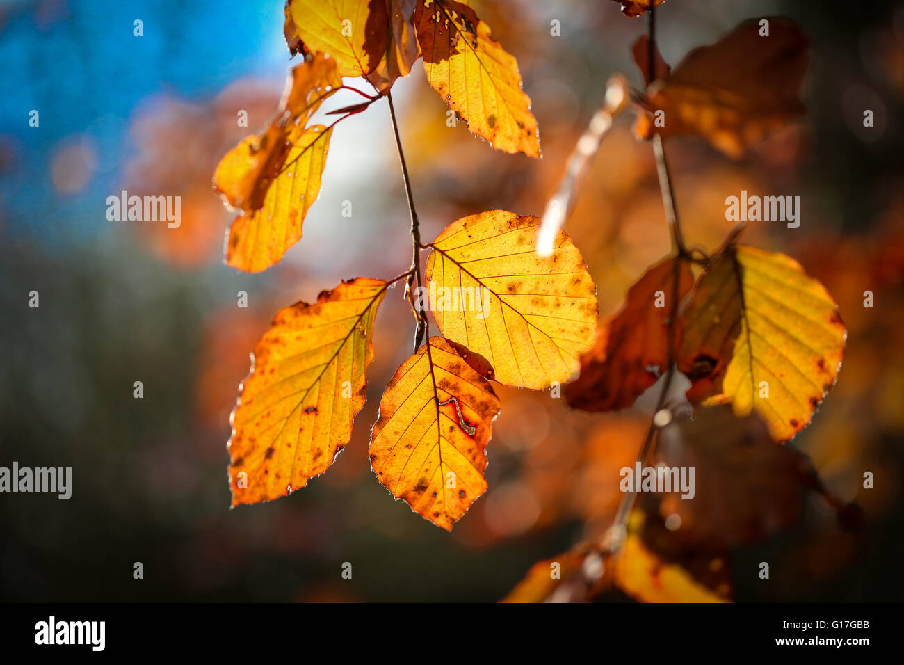 Autumn leaves on the branch Stock Photo - Alamy
