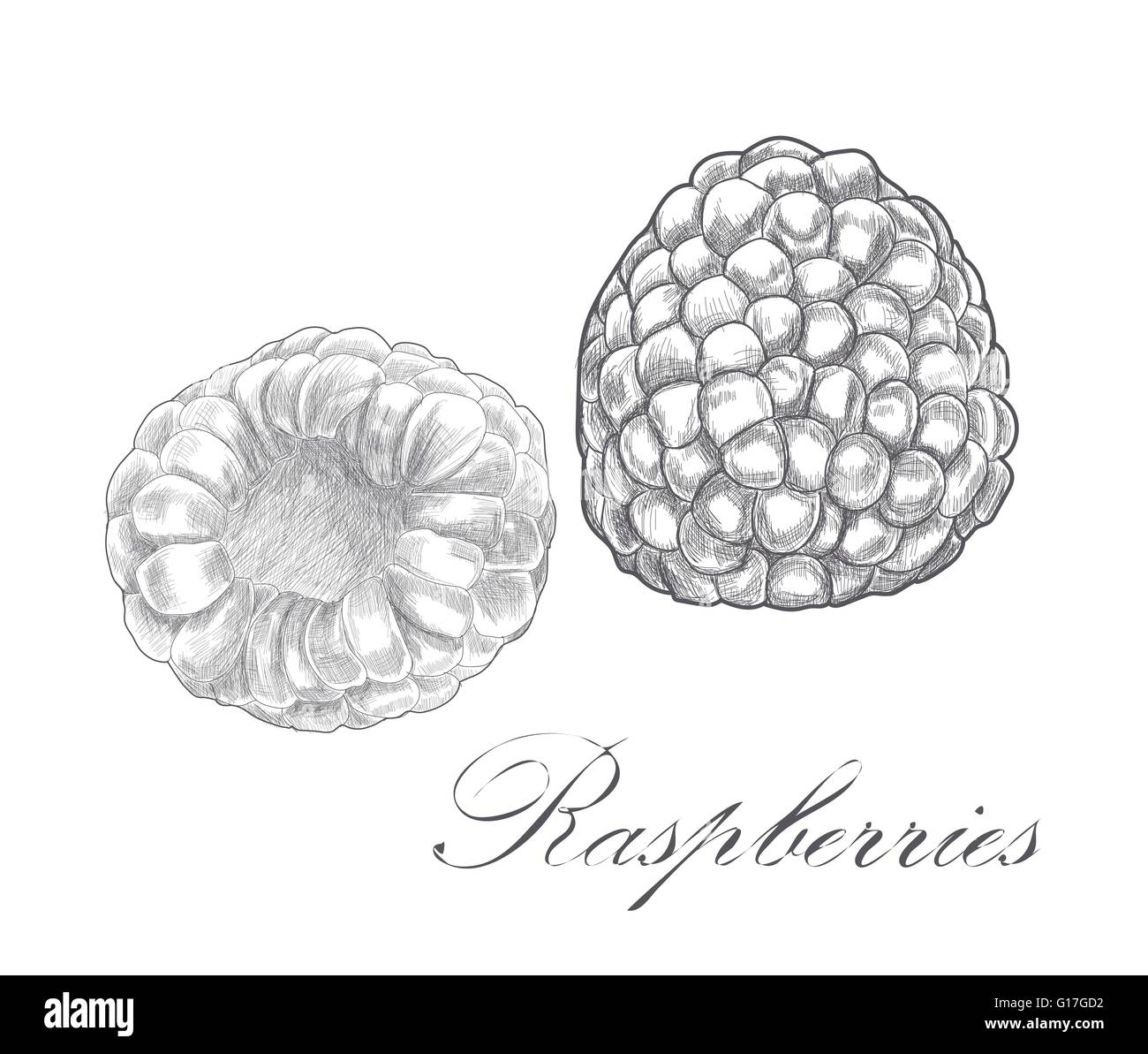 Hand drawn raspberry over white background Stock Vector Image & Art - Alamy