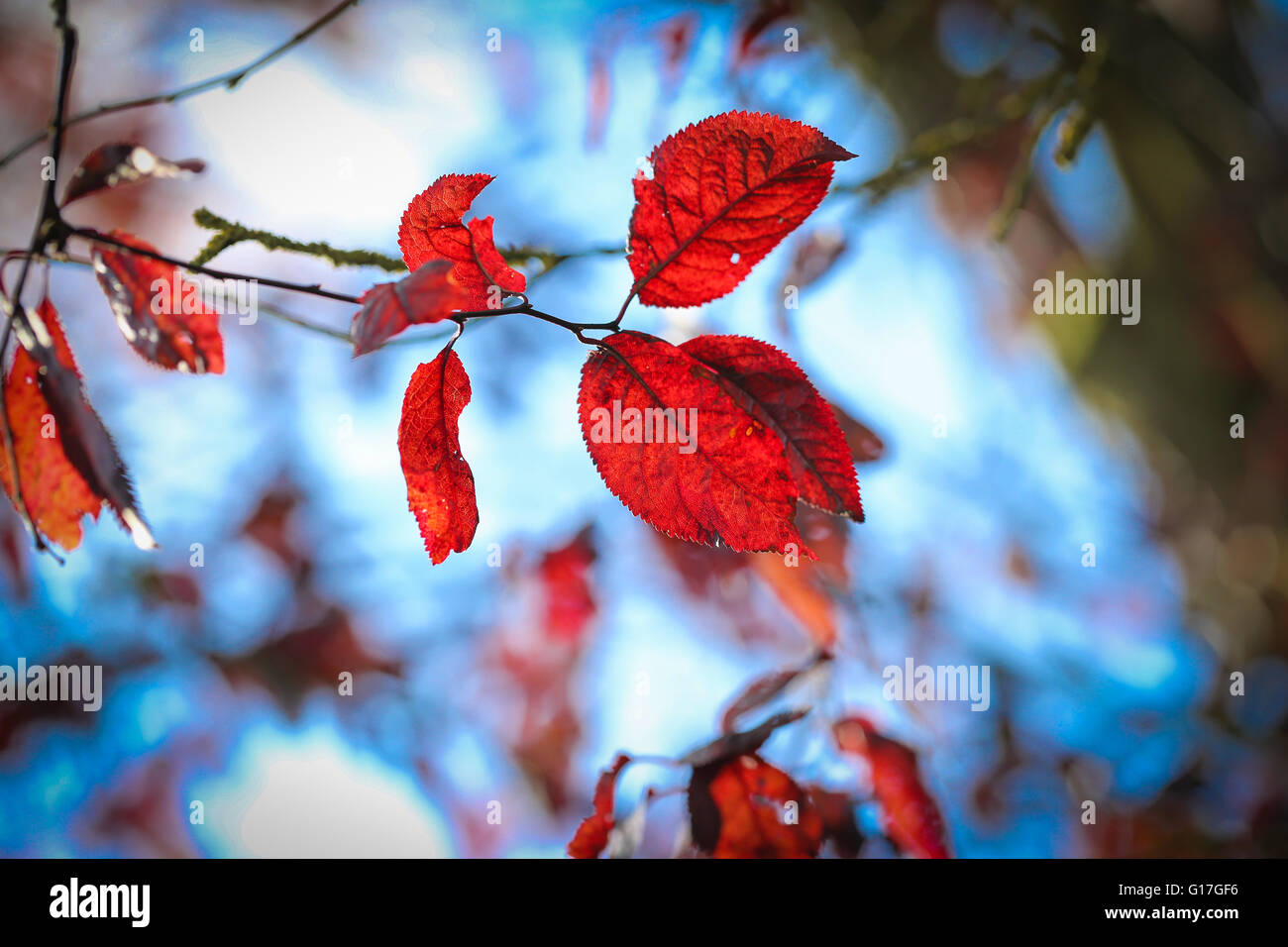 Autumn leaves on the branch Stock Photo - Alamy