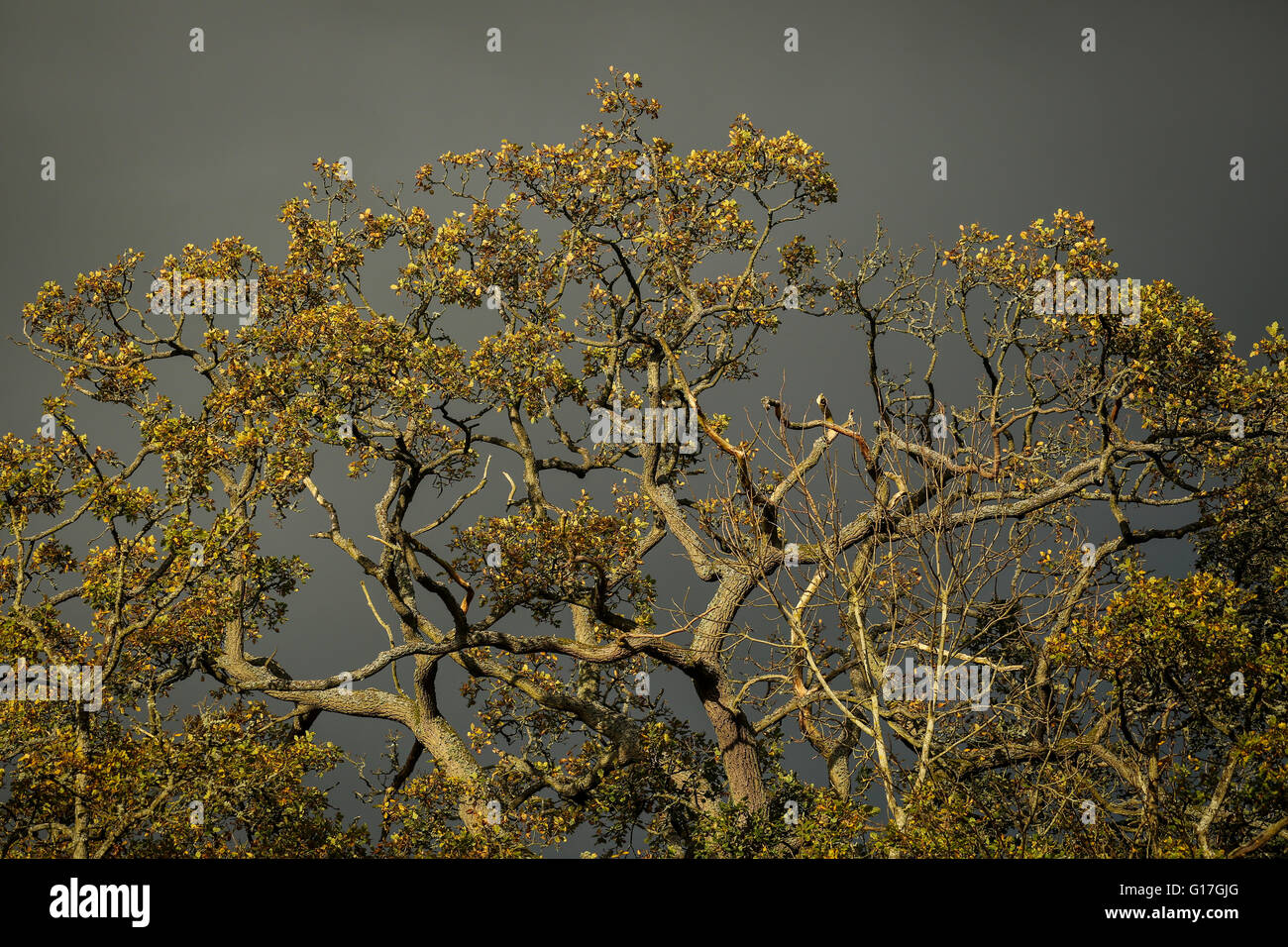 Old leafy boughs on a stormy sky Stock Photo - Alamy