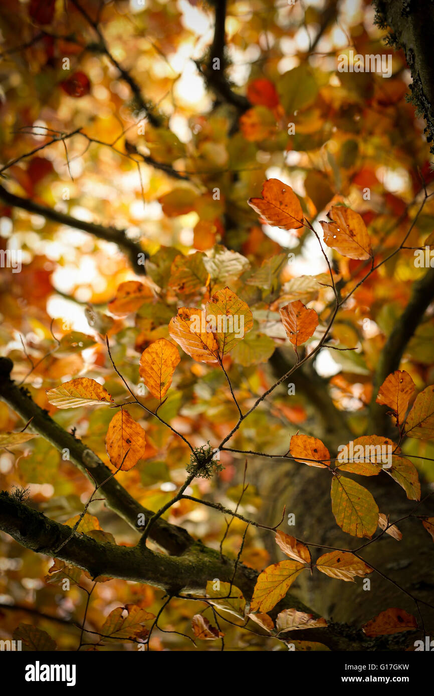 Autumn leaves on the branch Stock Photo - Alamy