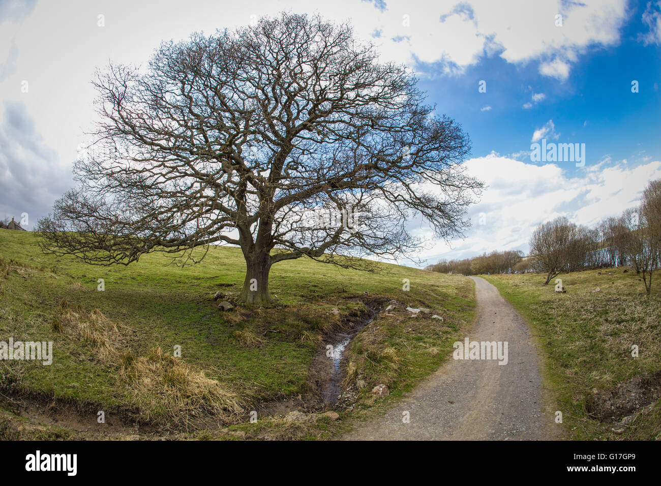 Big tree beside a path Stock Photo - Alamy