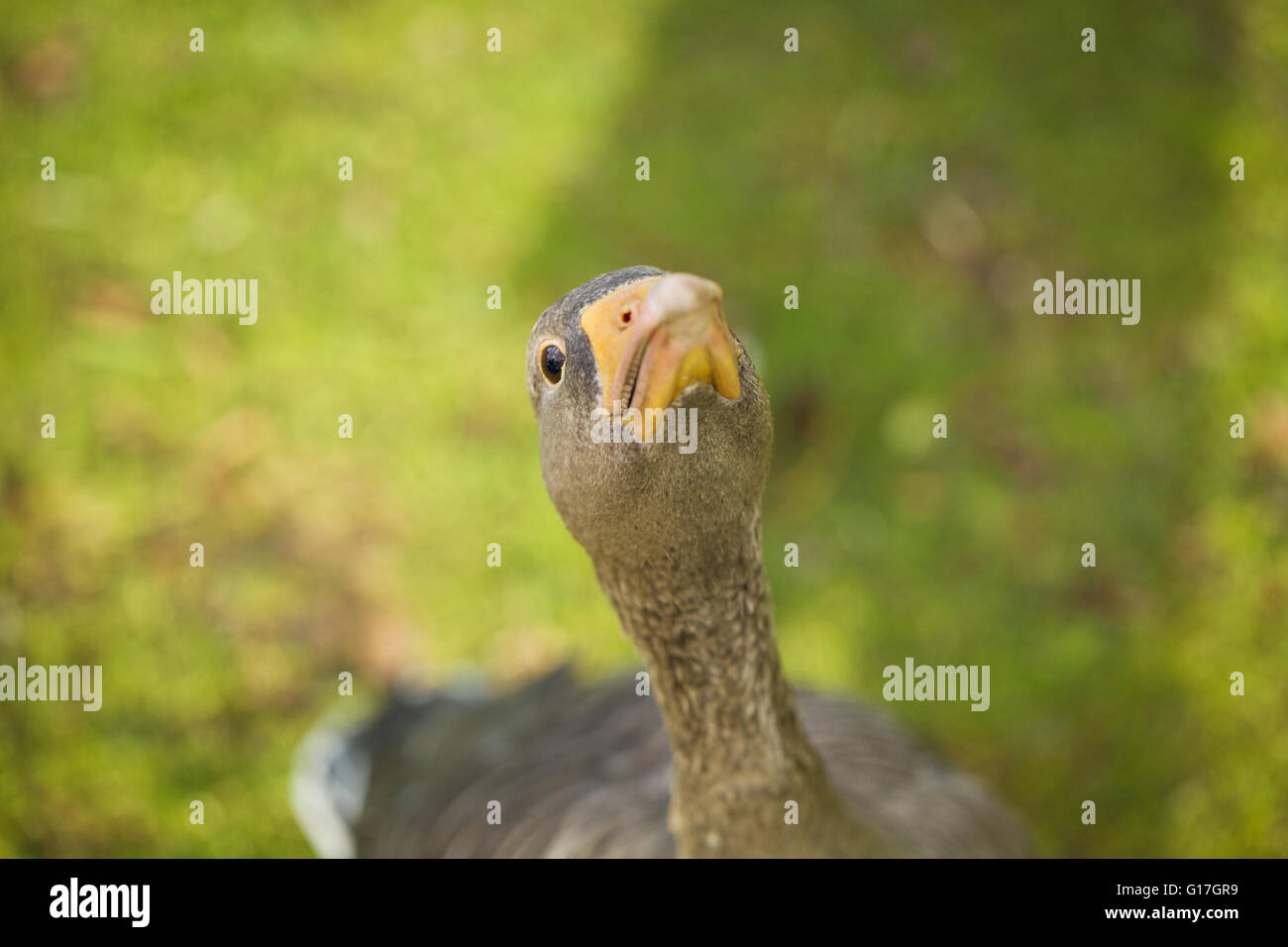 Portrait of goose looking up Stock Photo - Alamy