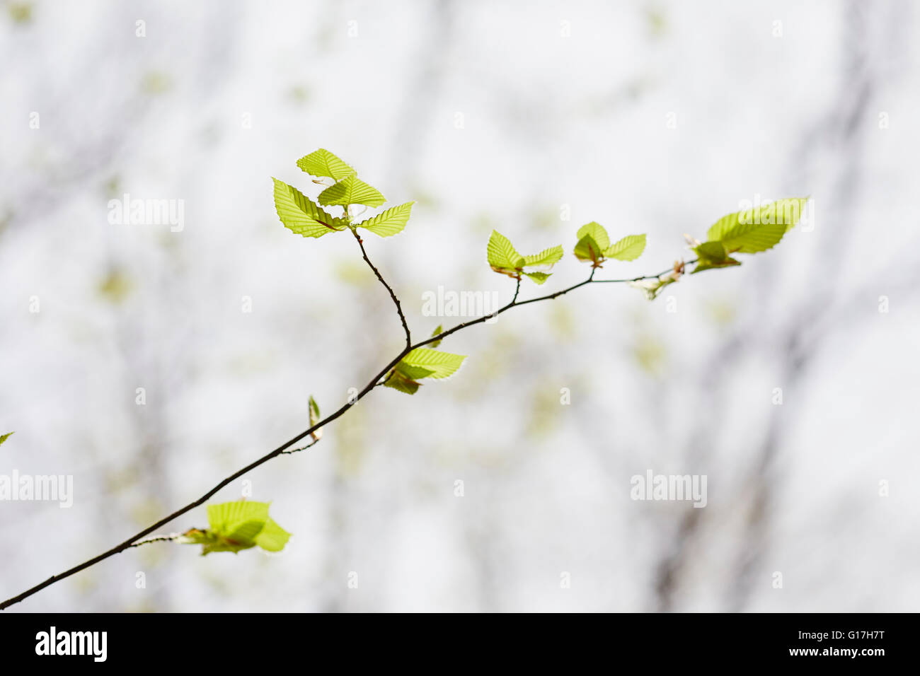 Beech leaves budding in Spring, World's End State Park, Endless ...