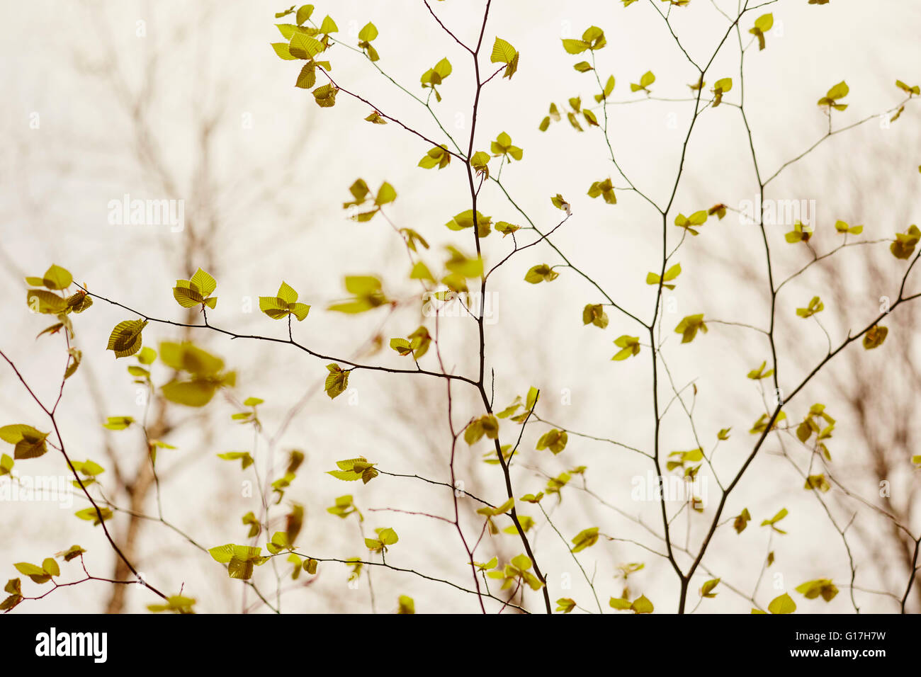 Beech leaves budding in Spring, World's End State Park, Endless ...