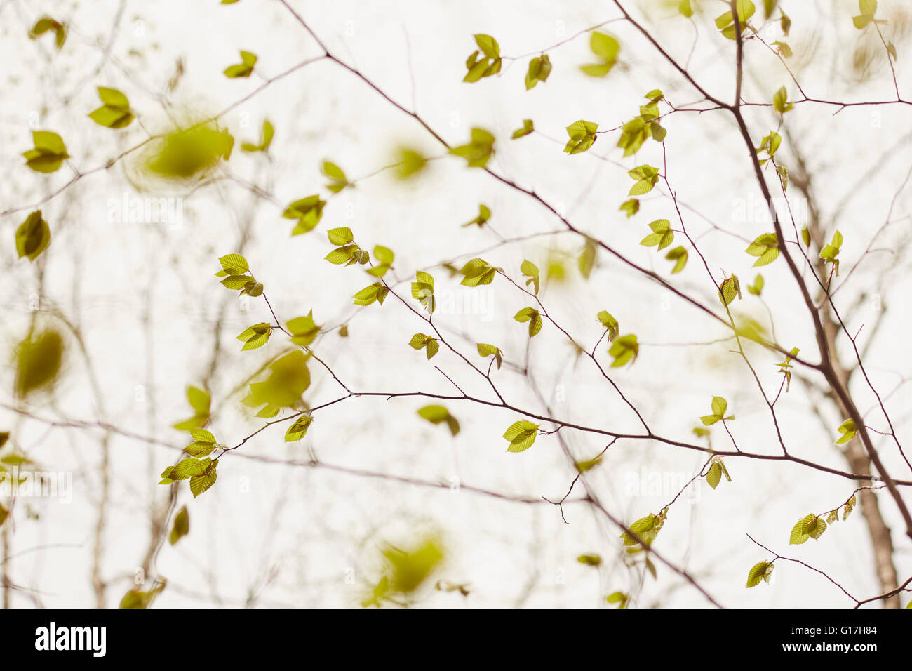 Beech leaves budding in Spring, World's End State Park, Endless ...