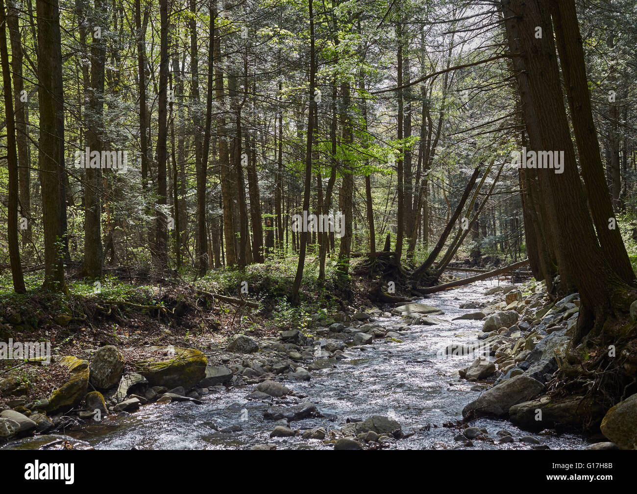 Spring runoff at Coal Run, Loyalsock State Forest, Endless Mountains ...