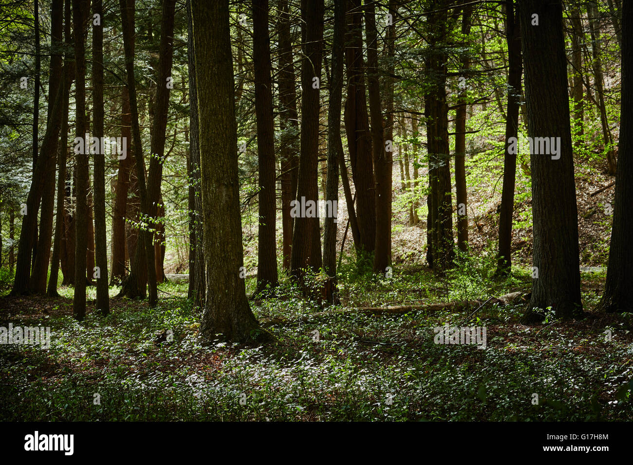 Woods in Spring, Loyalsock State Forest, Sullivan County, Pennsylvania ...