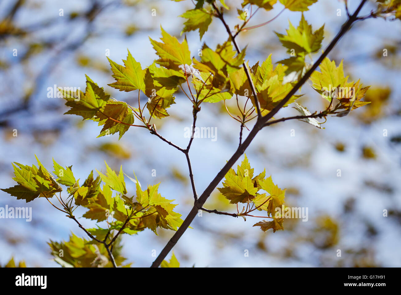 Maple leaves budding in Spring, World's End State Park, Endless ...
