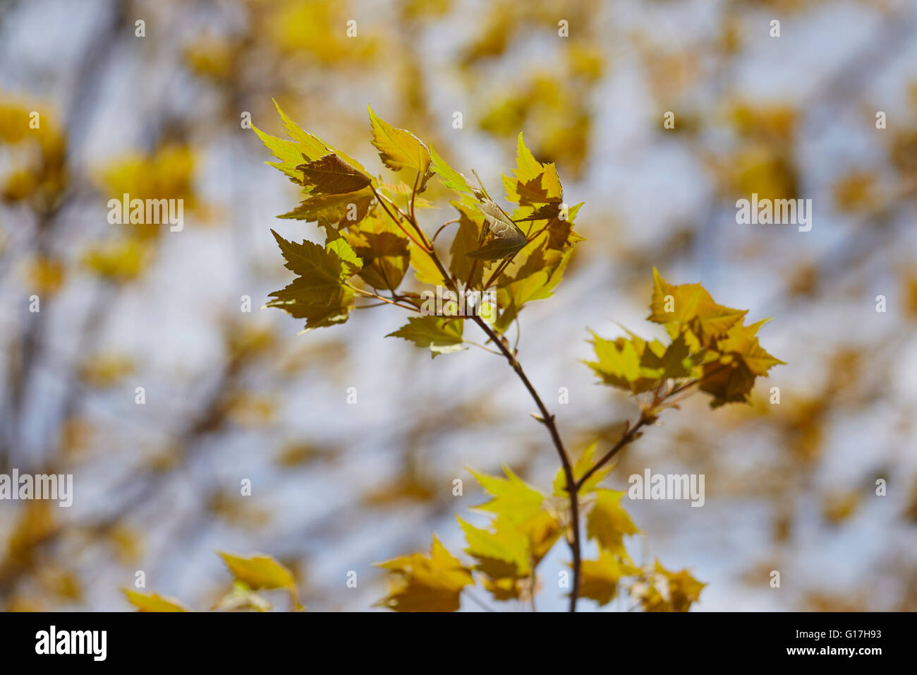 Maple leaves budding in Spring, World's End State Park, Endless ...