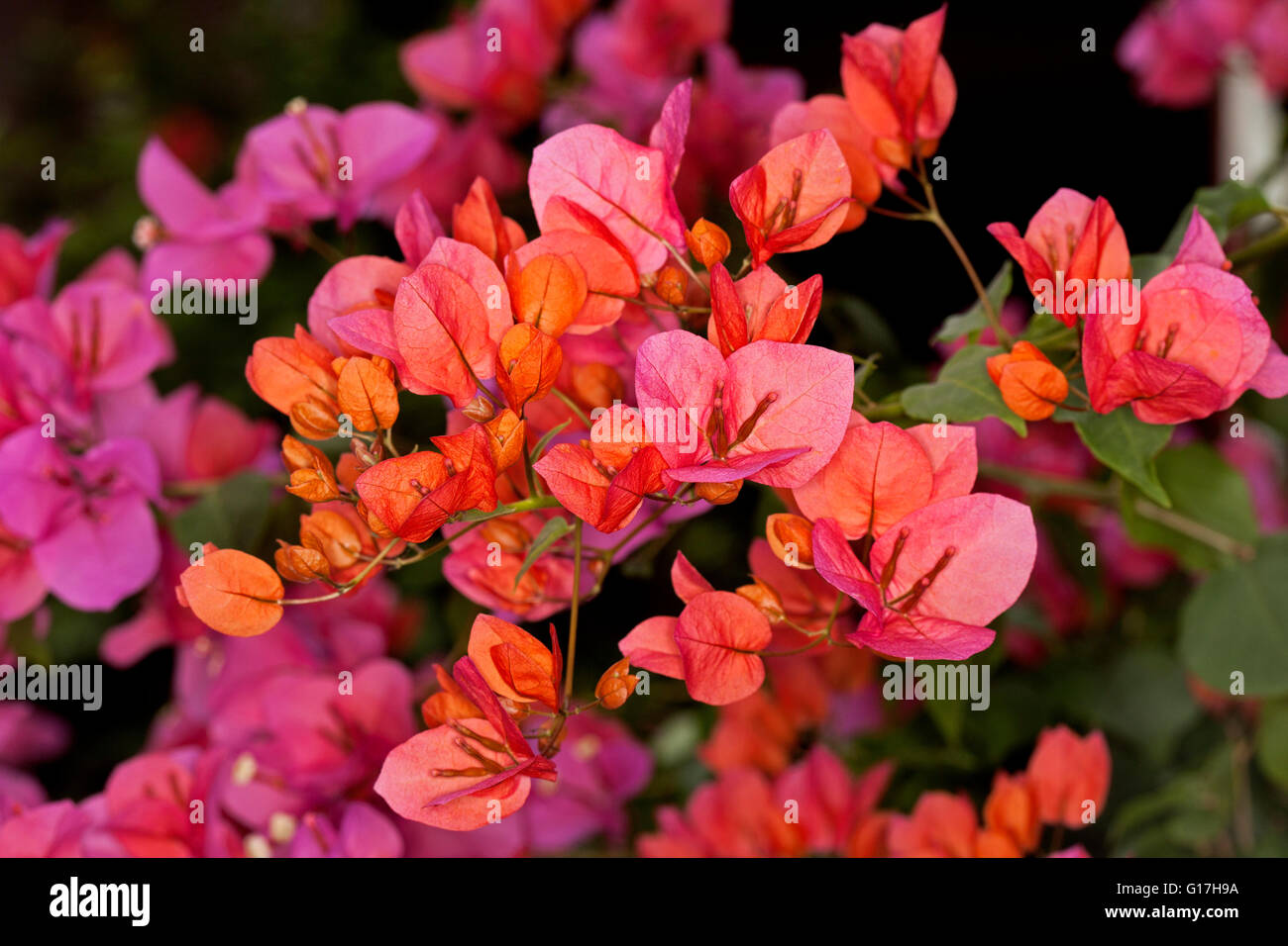 Bougainvillea hedge hi-res stock photography and images - Alamy