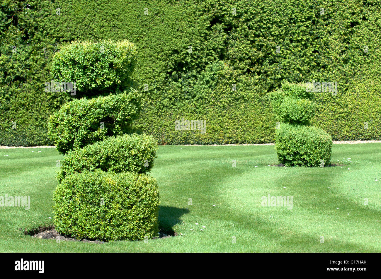 Two shaped bushes on short grass in front of hedge Stock Photo - Alamy