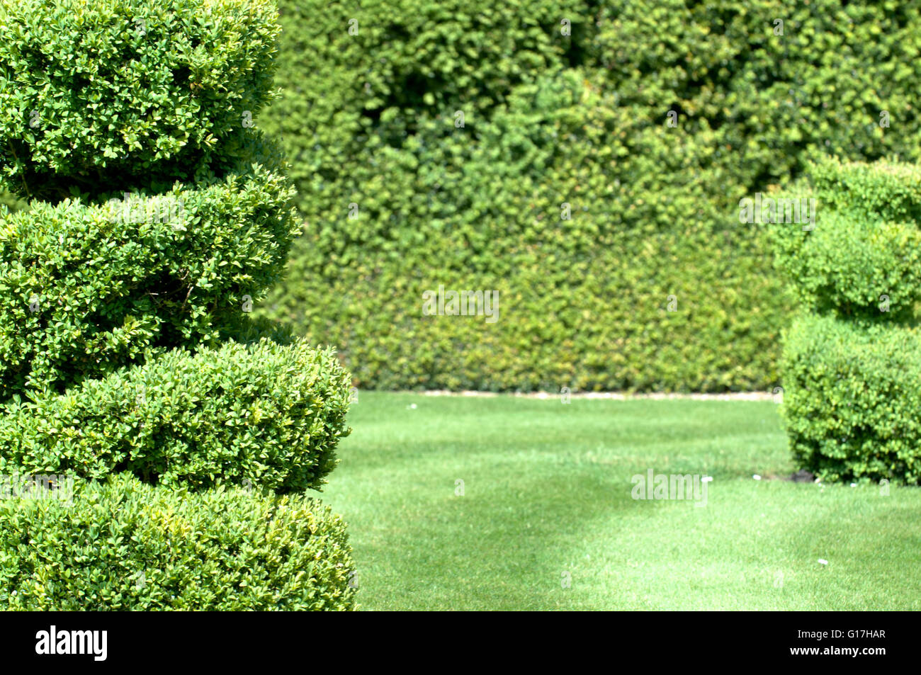 Two shaped bushes on short grass in front of hedge Stock Photo - Alamy