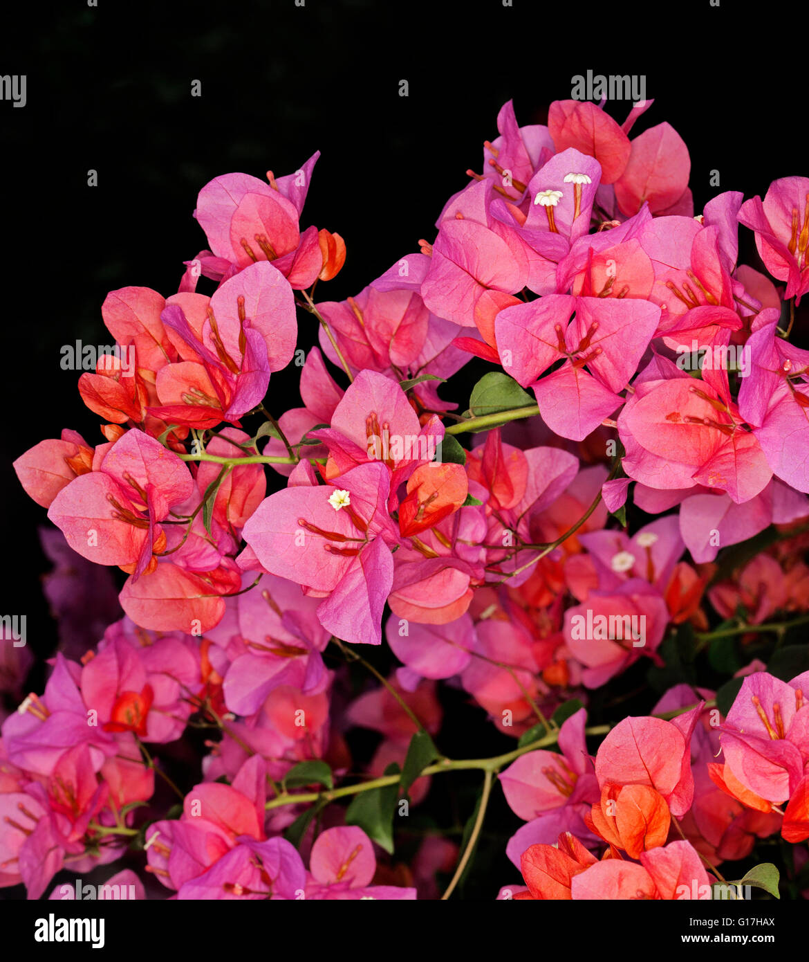 Bougainvillea hedge hi-res stock photography and images - Alamy