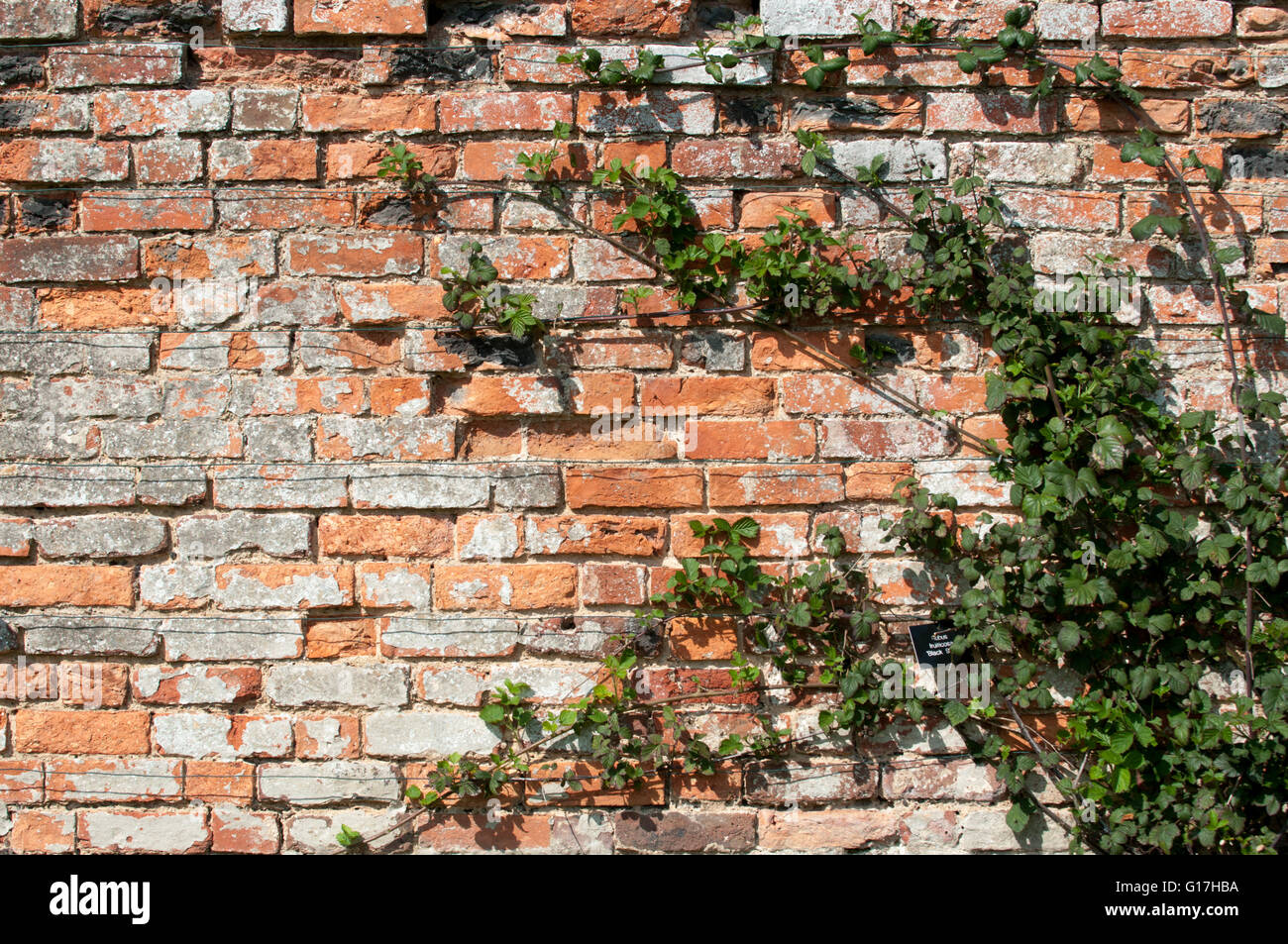 Exterior brick wall in sunlight with damage to the brickwork Stock ...