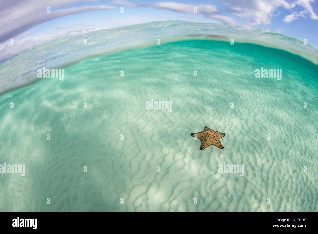 Red cushion sea star oreaster hi-res stock photography and images - Alamy