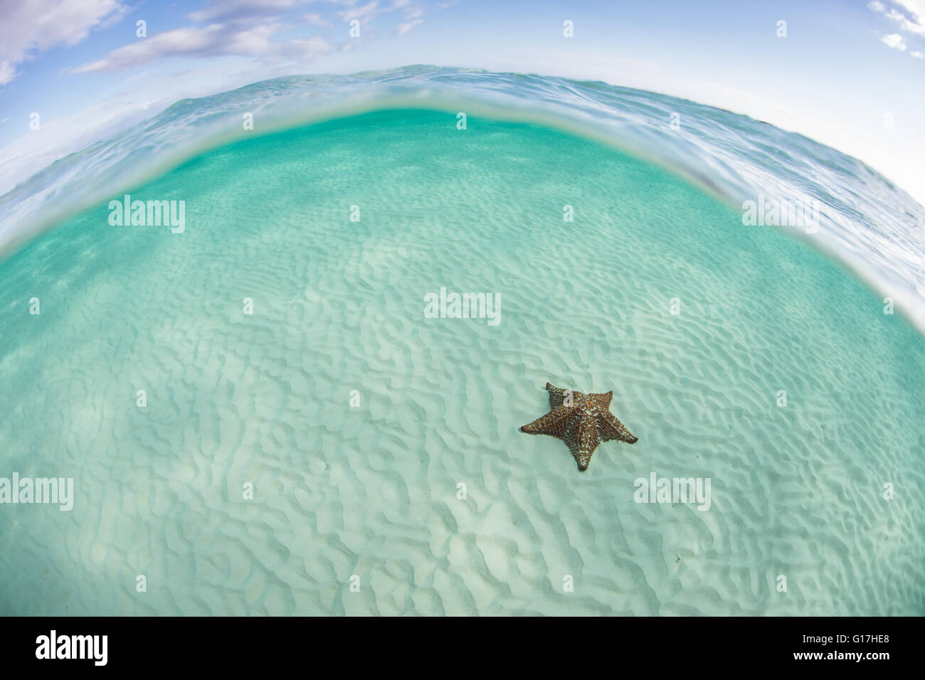 A Red cushion sea star (Oreaster reticulatus) is found on a shallow ...