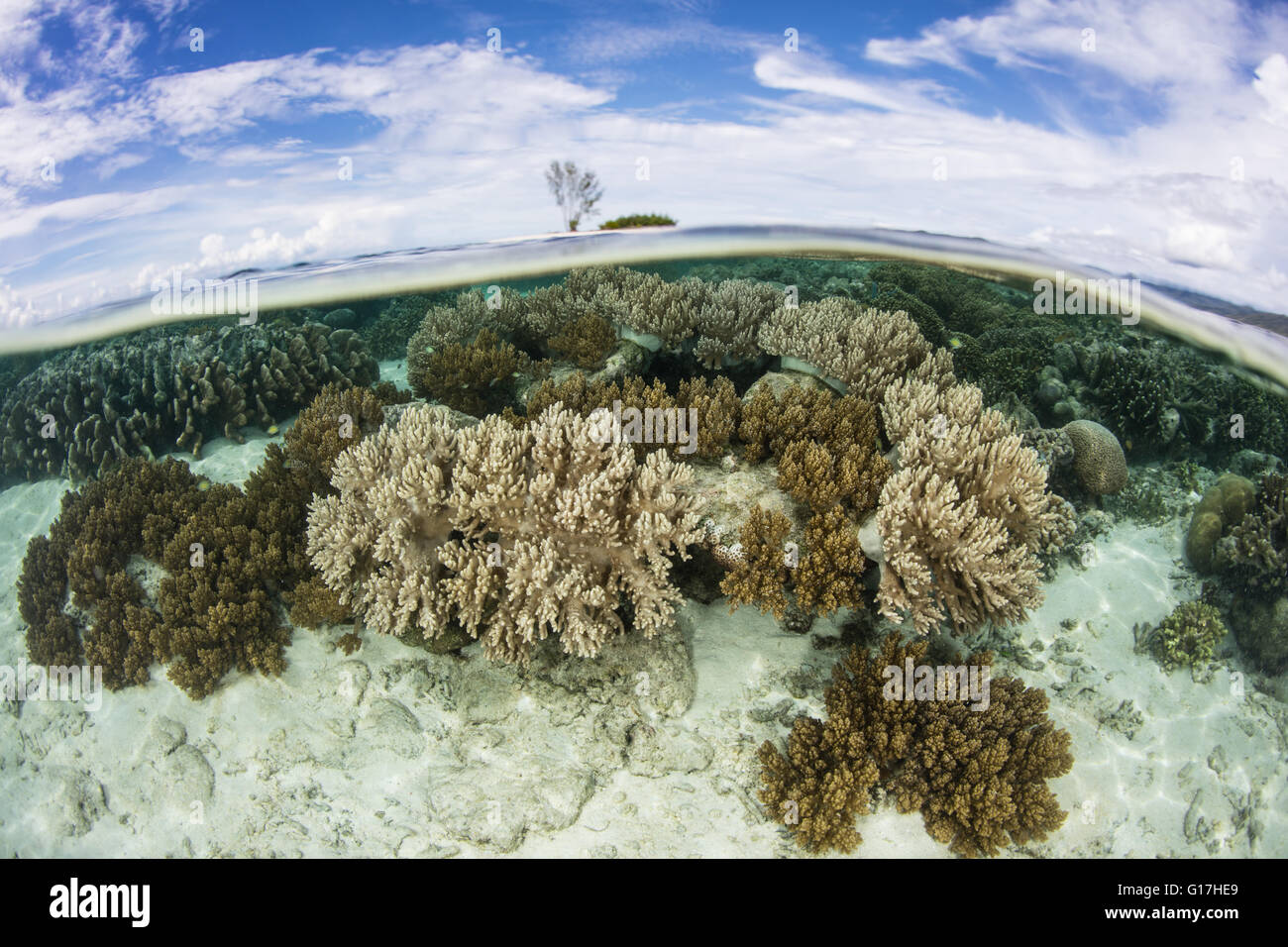 Corals grow in extremely shallow water in Raja Ampat, Indonesia. This ...