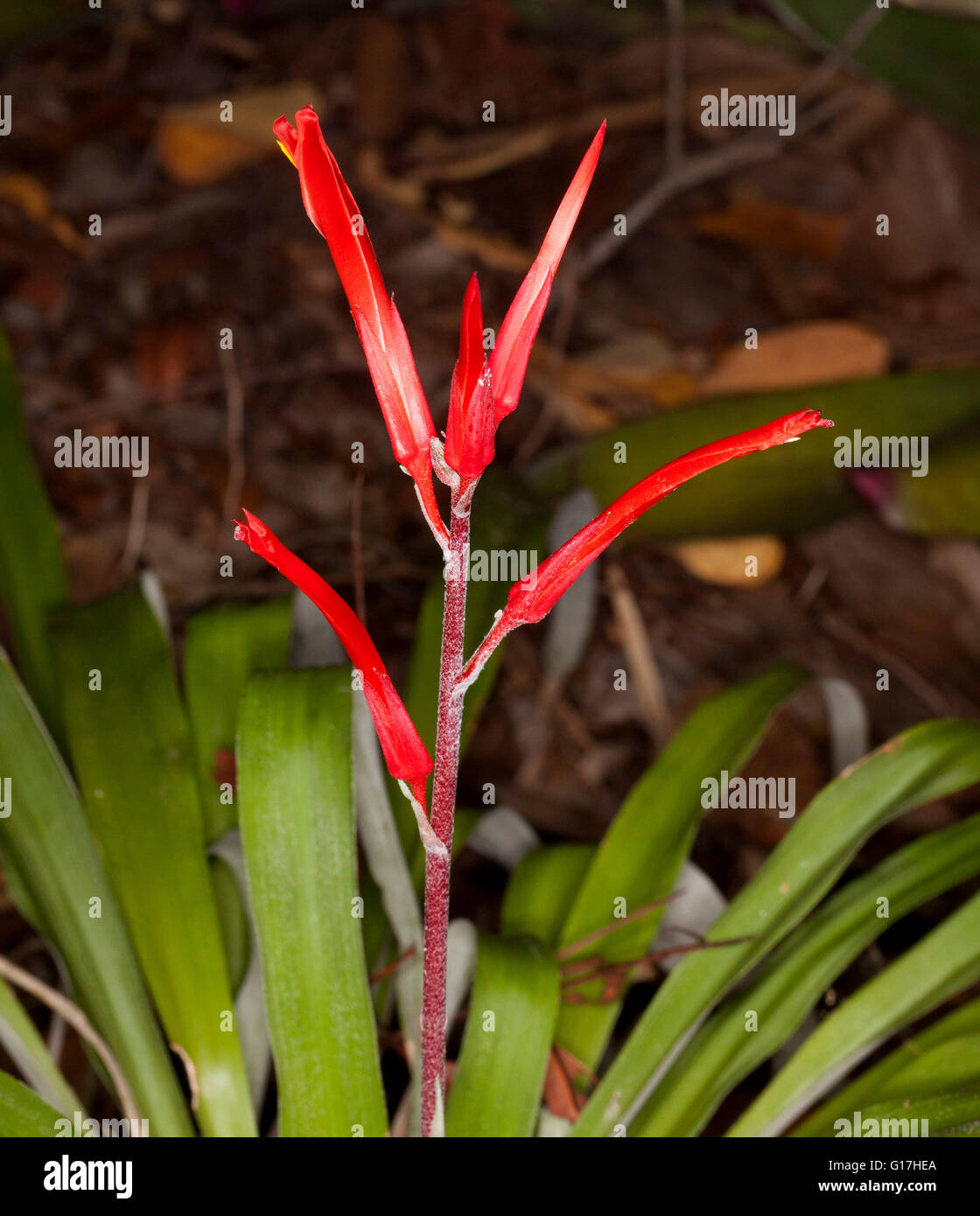 Dark red tiny flowers hi-res stock photography and images - Alamy