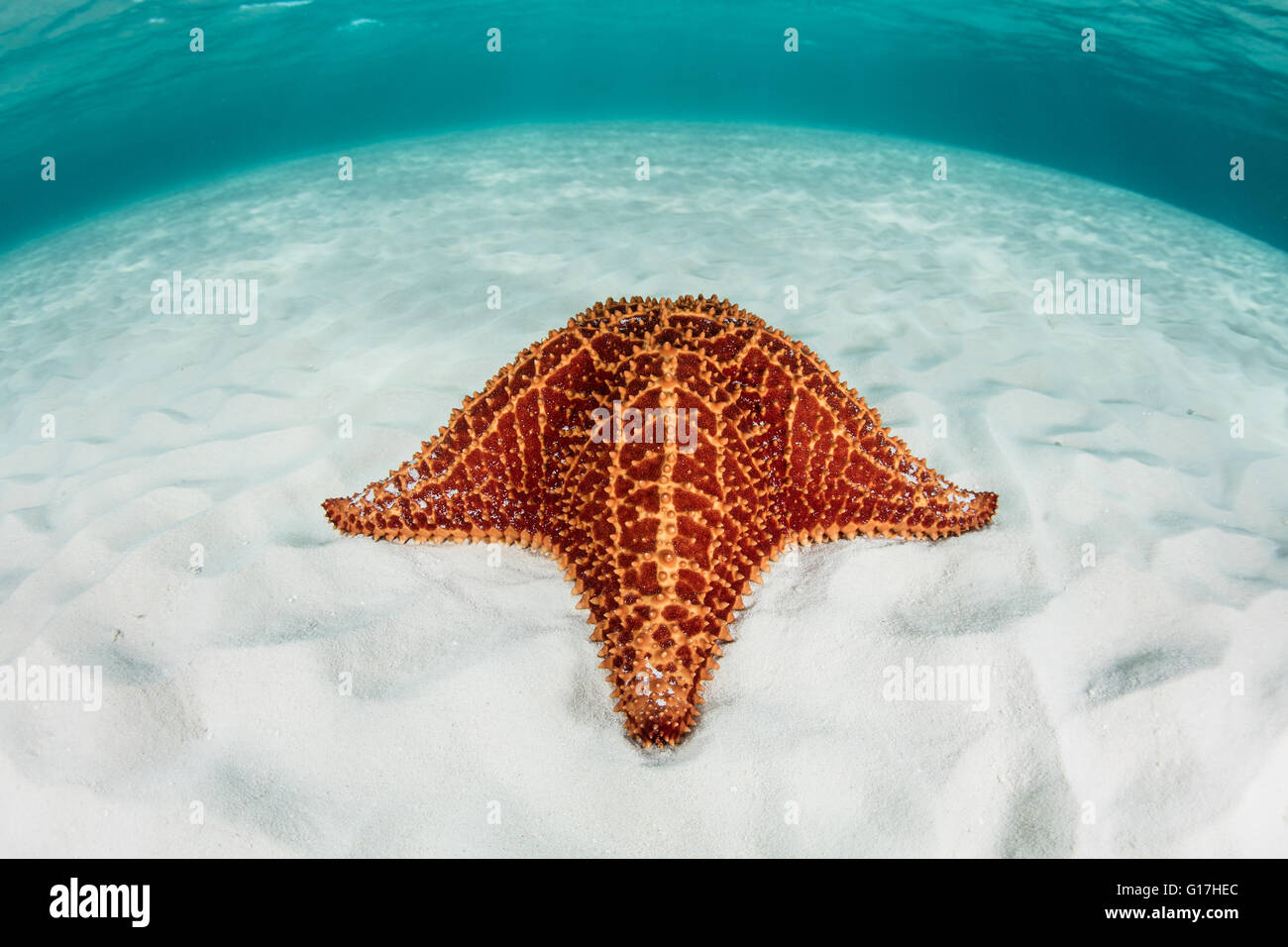 Red cushion sea star oreaster hi-res stock photography and images - Alamy