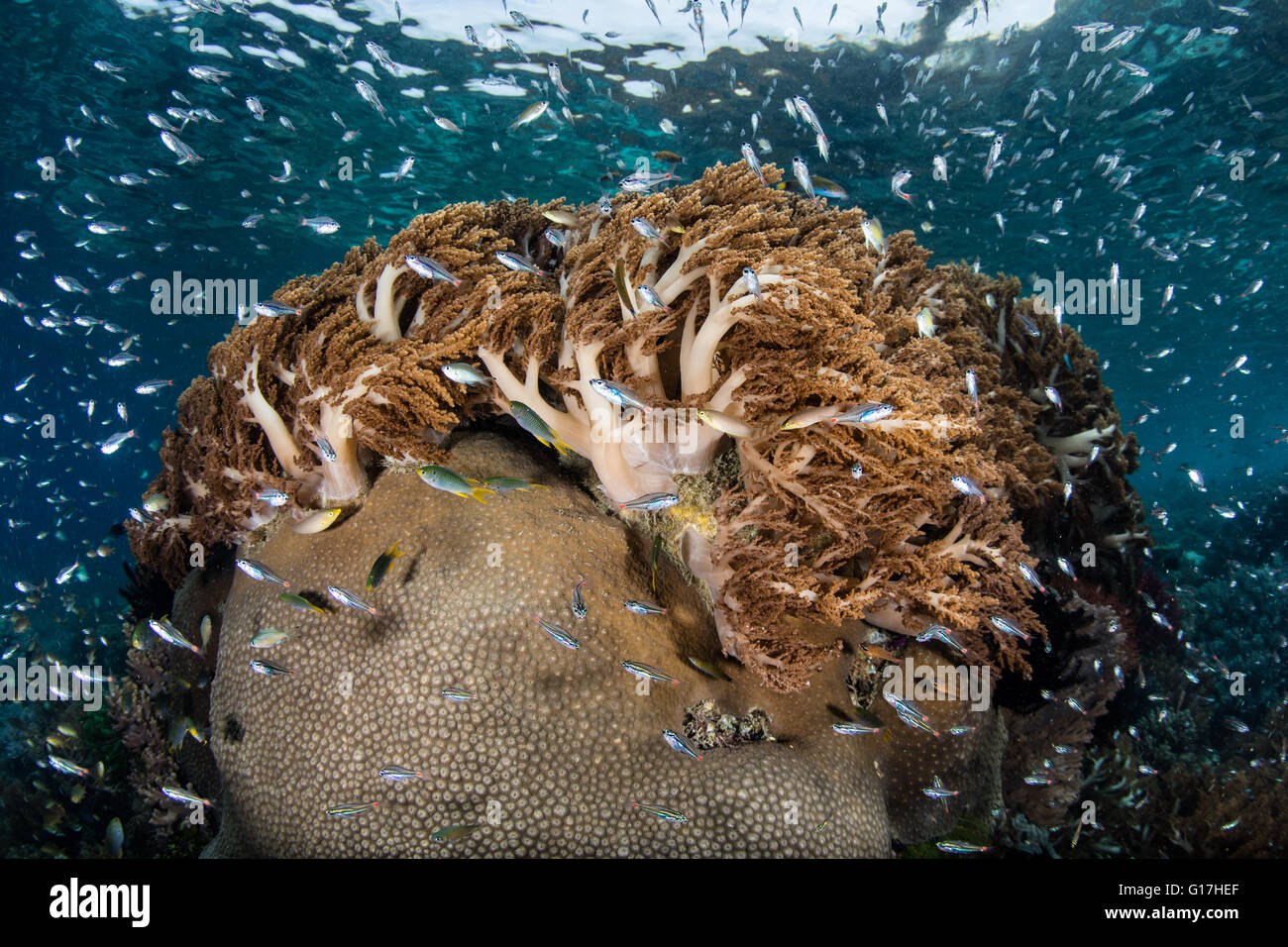 Small deep sea fish species hi-res stock photography and images - Alamy