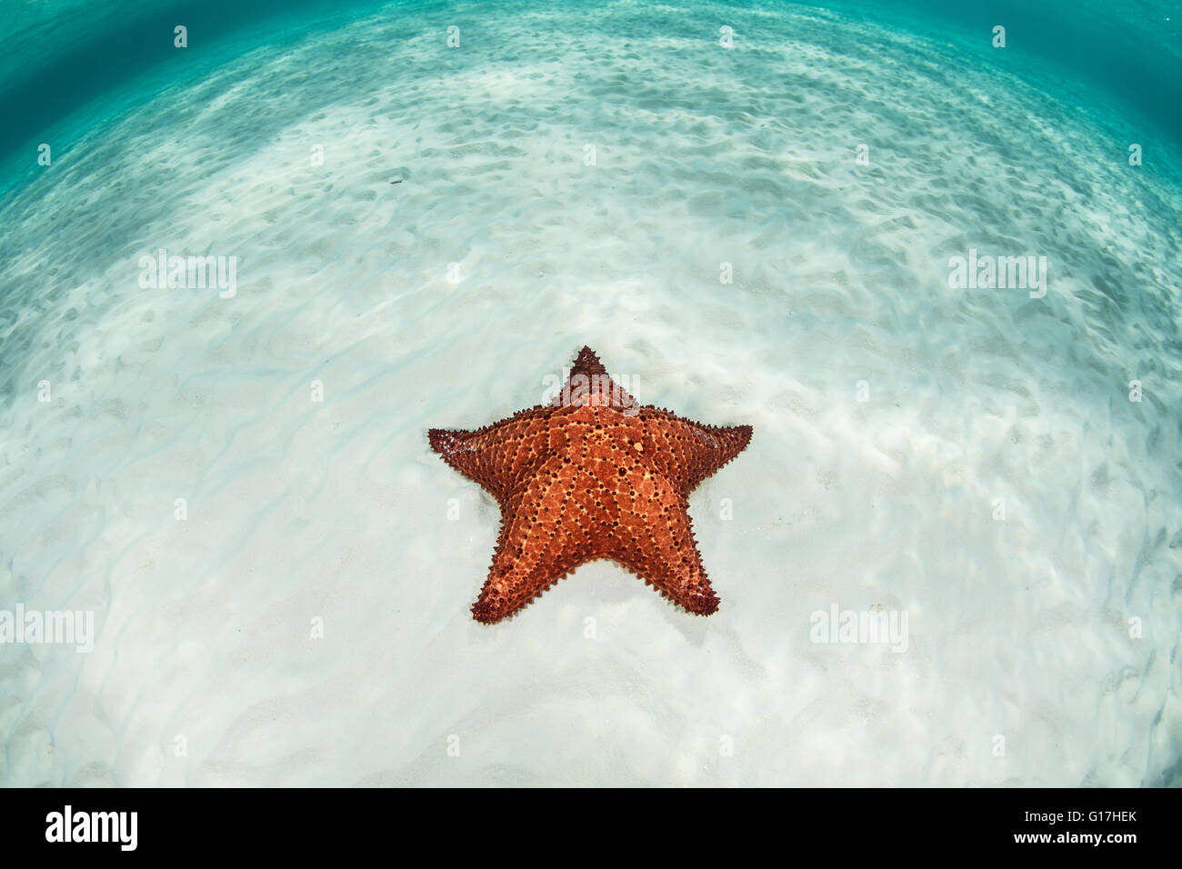 Red cushion sea star oreaster hi-res stock photography and images - Alamy