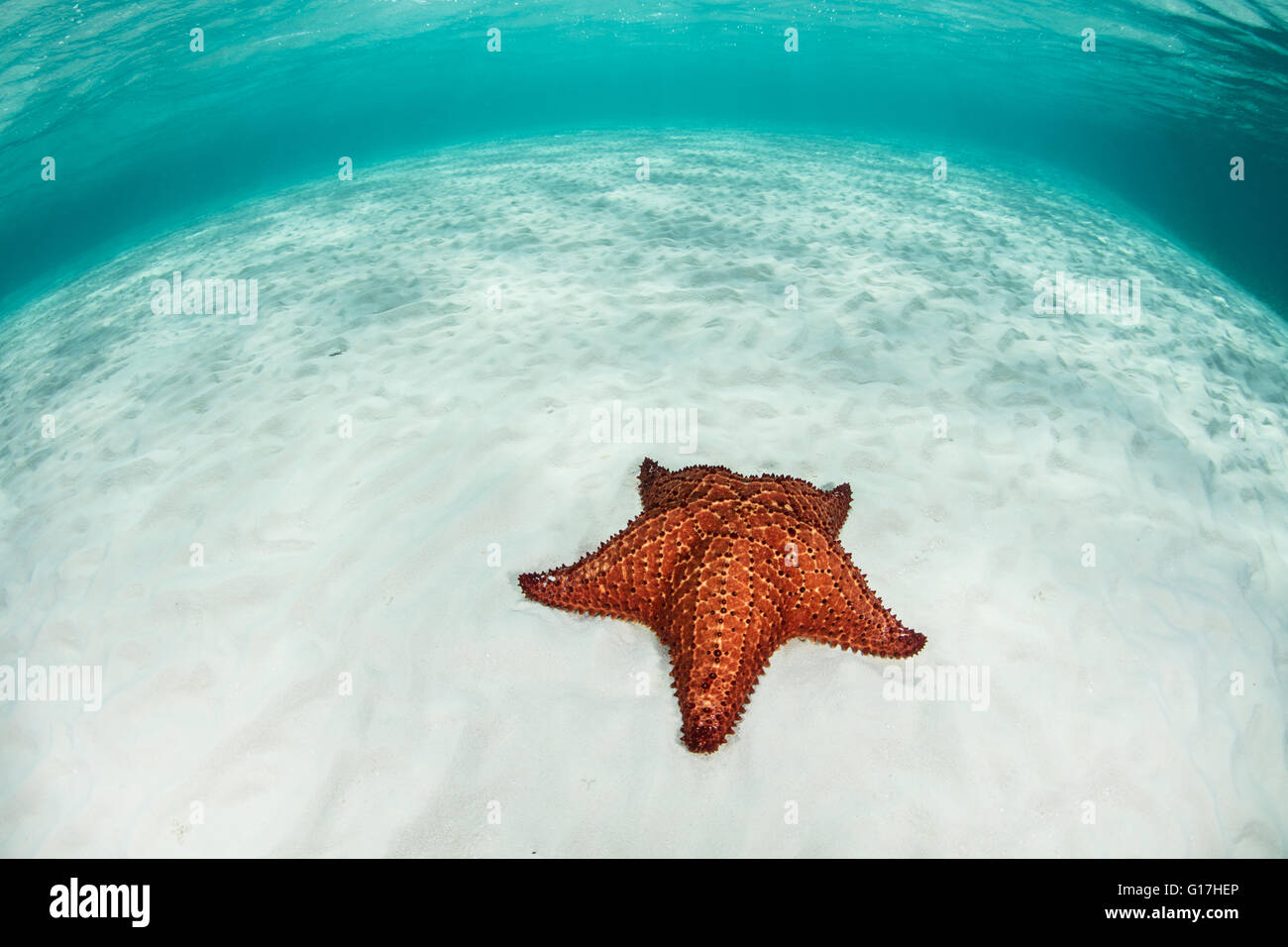 A Red cushion sea star (Oreaster reticulatus) is found on a shallow ...
