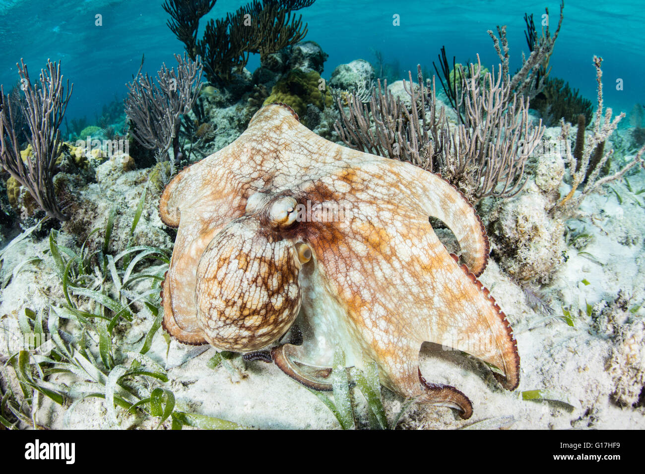 A Caribbean reef octopus (Octopus briareus) explores the seafloor of a ...