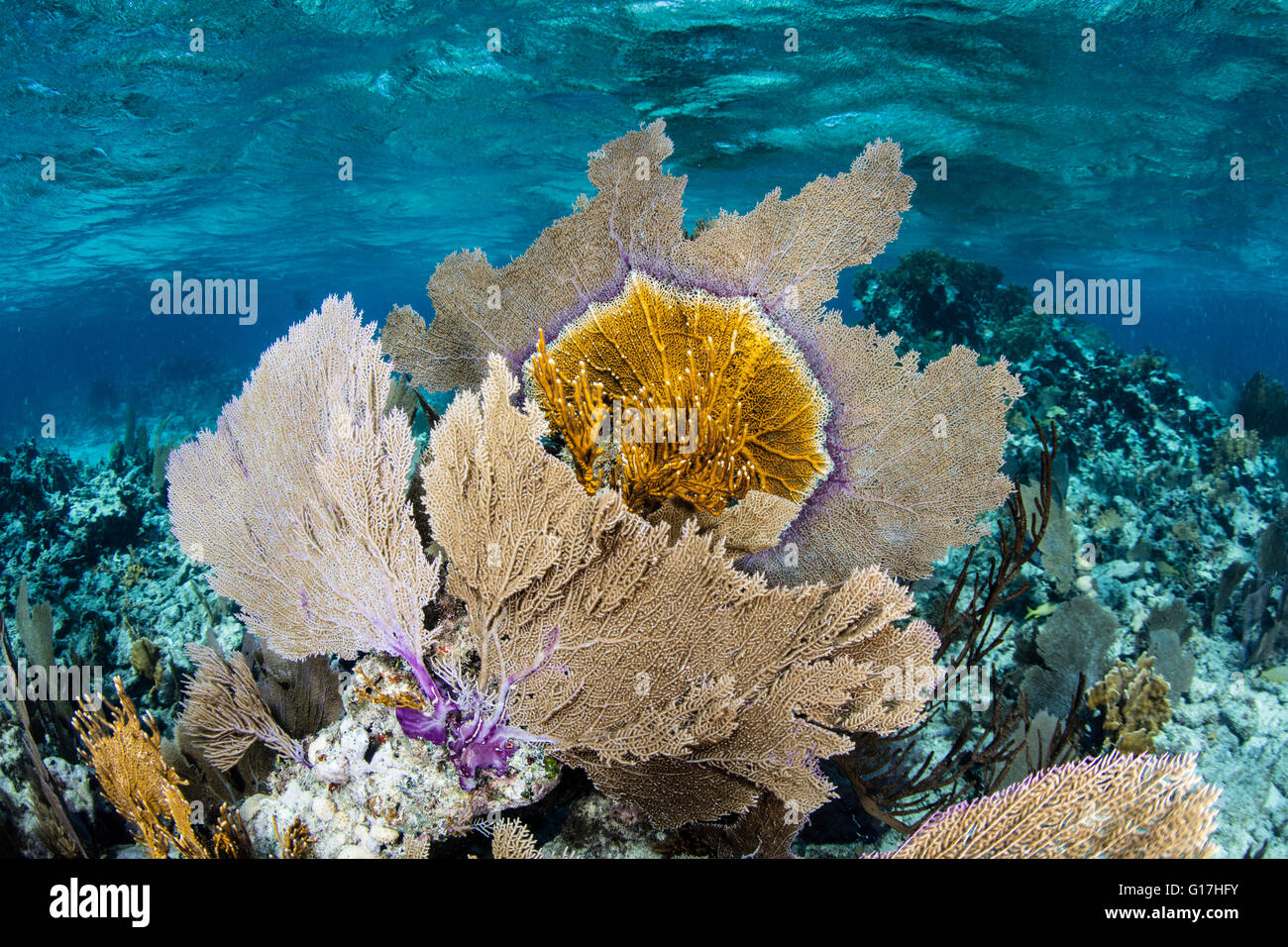 Gorgonians and other colorful marine invertebrates grow on a shallow ...