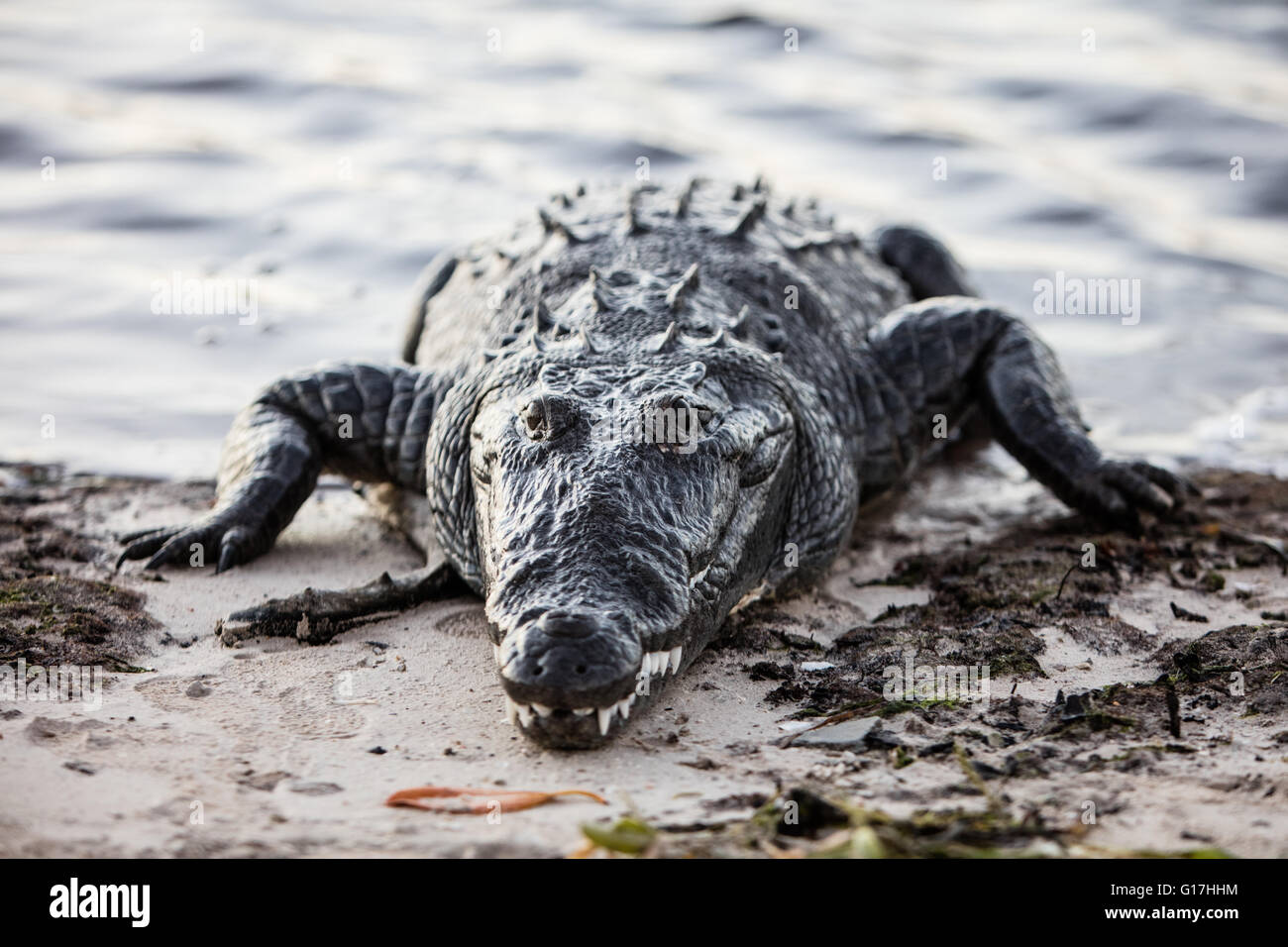 An American crocodile (Crocodylus acutus) crawls out of a lagoon off ...