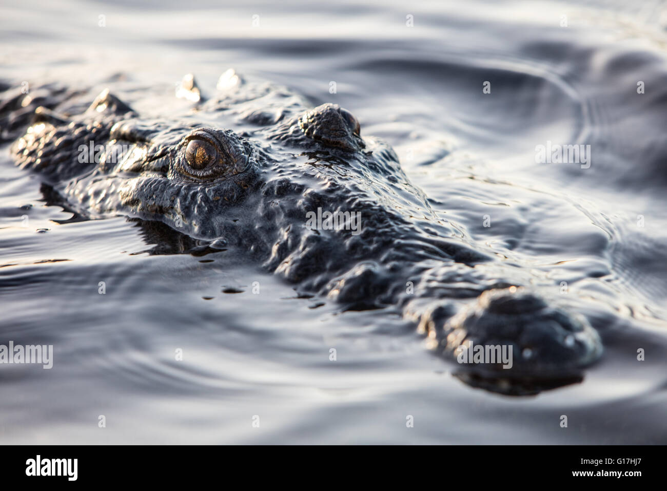 An American crocodile (Crocodylus acutus) waits to ambush prey in a ...