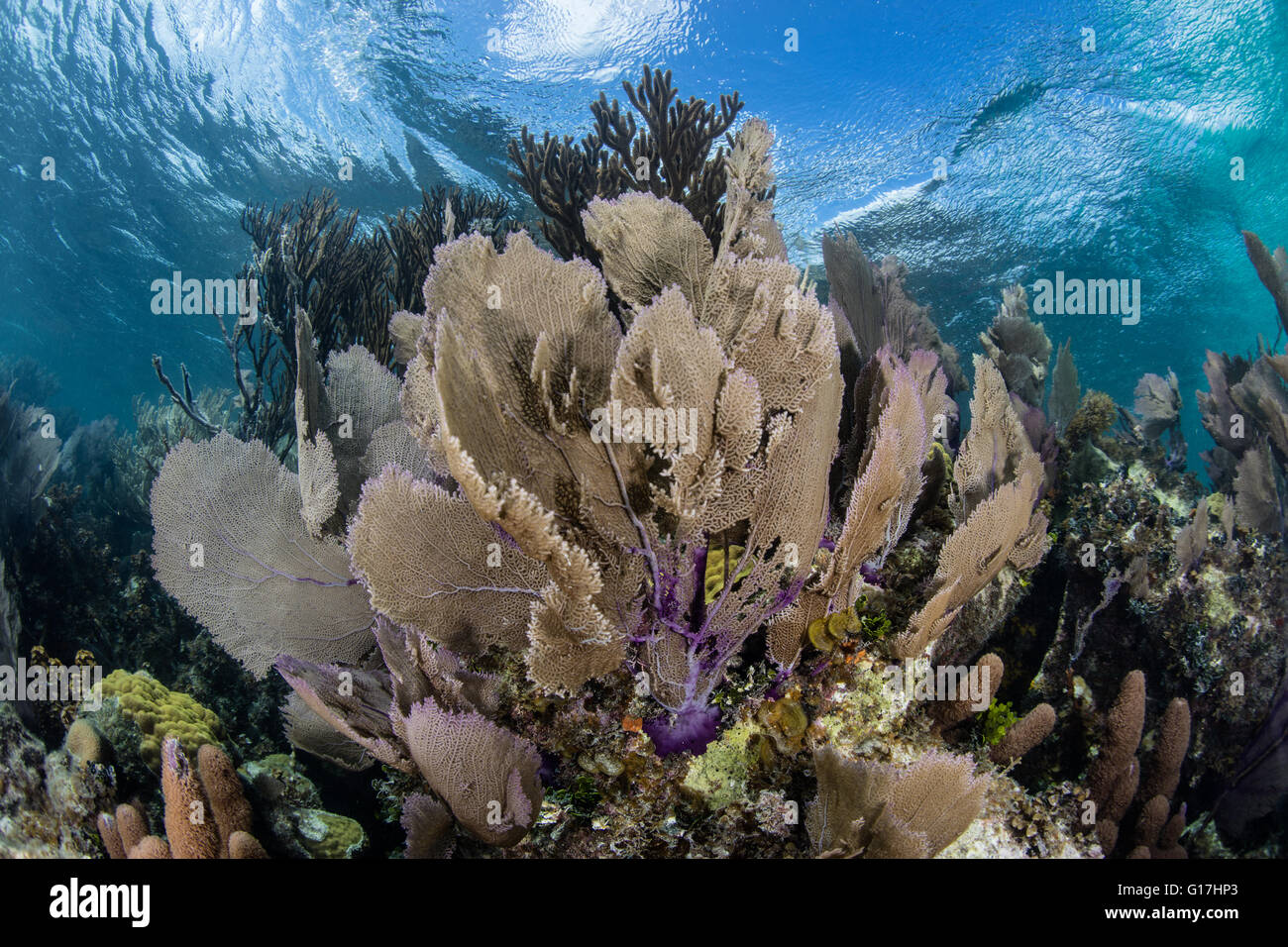 Gorgonians and other colorful marine invertebrates grow on a shallow ...