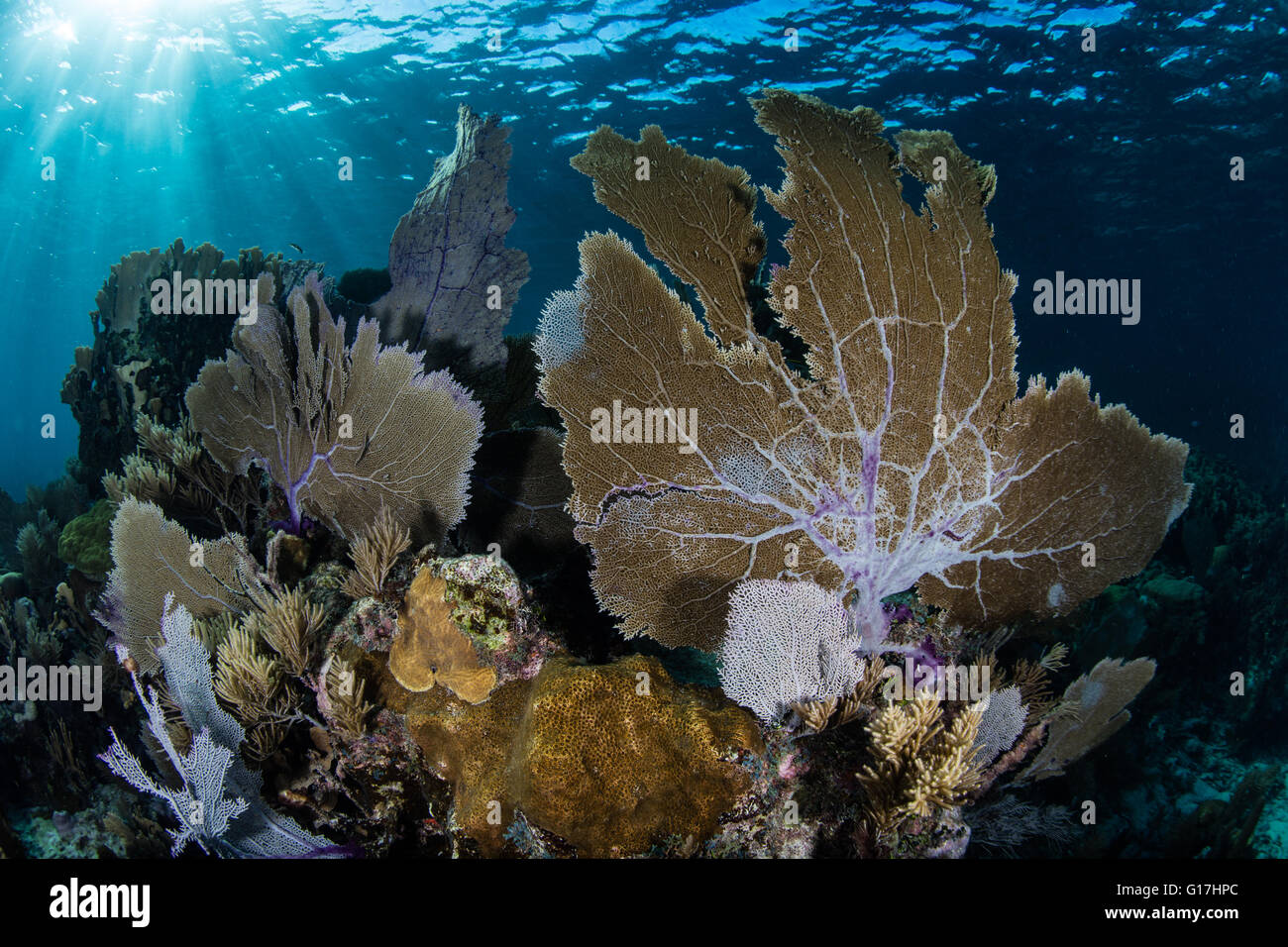 Gorgonians and other colorful marine invertebrates grow on a shallow ...