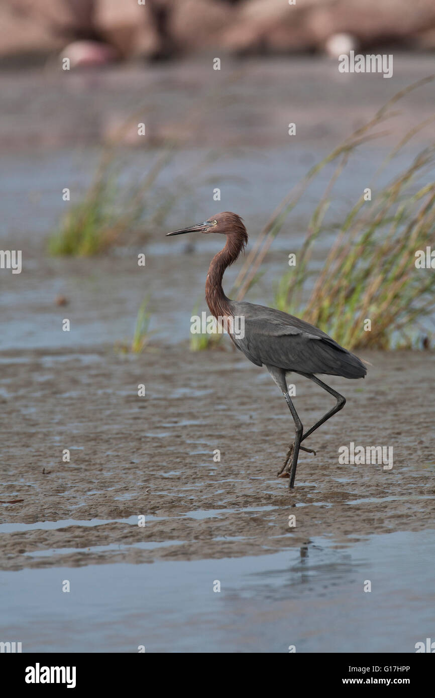 Reddish egret (Egretta rufescens) pauses on mud flat at Cameron Jetty ...