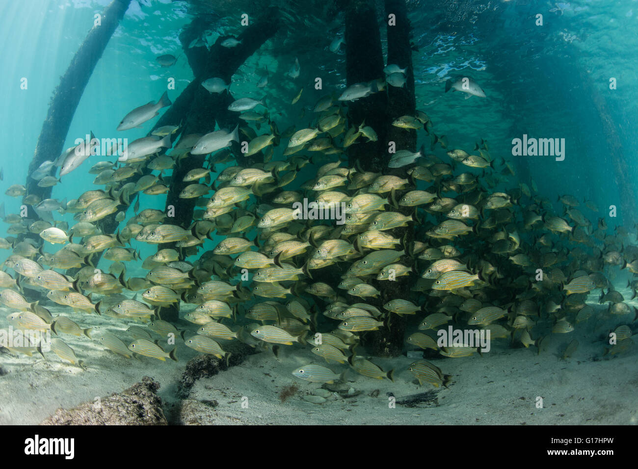 Shallow sea fish caribbean hi-res stock photography and images - Alamy
