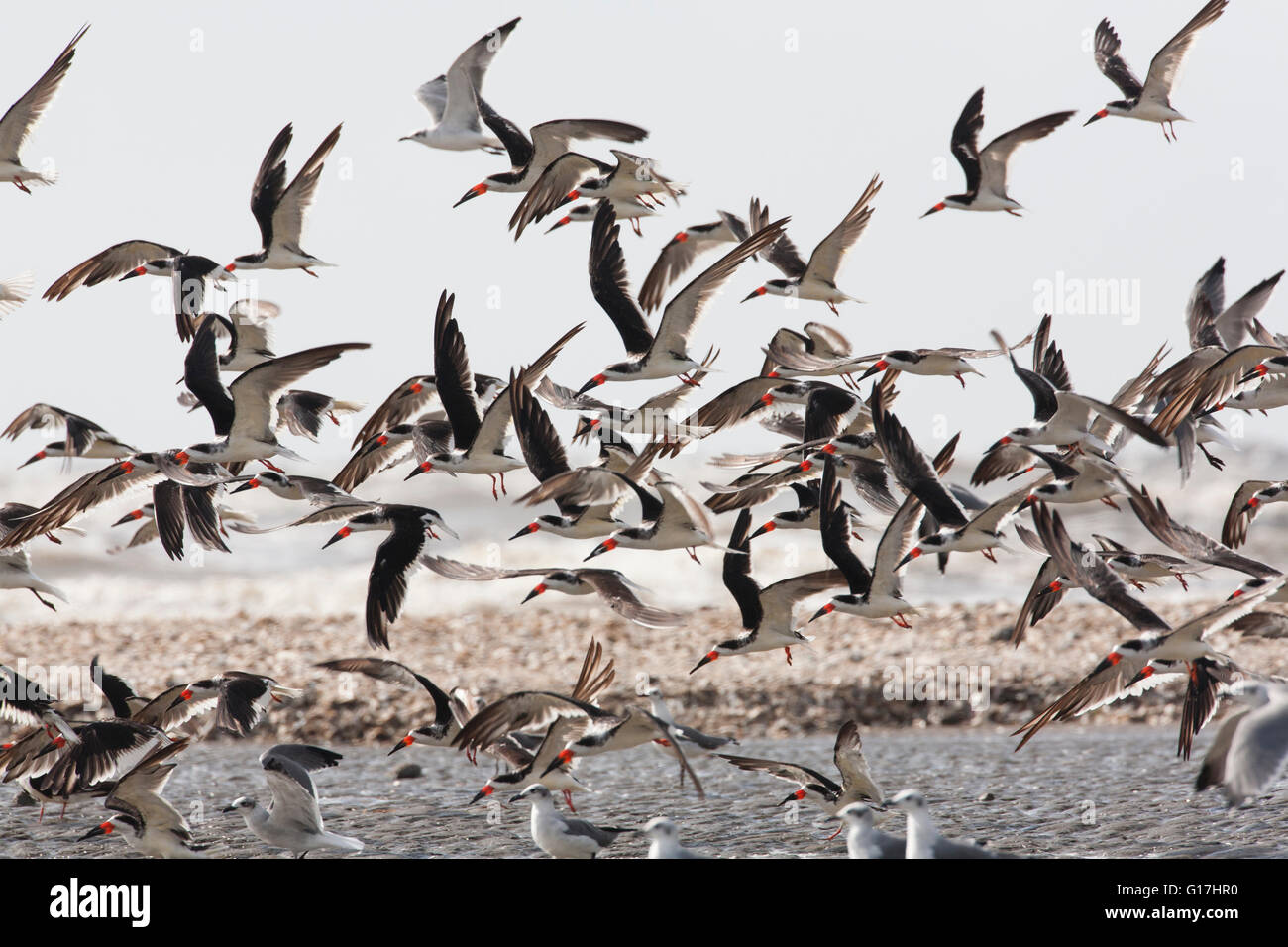 A flock of black skimmers (Rynchops niger) fly at at Cameron Jetty Pier ...