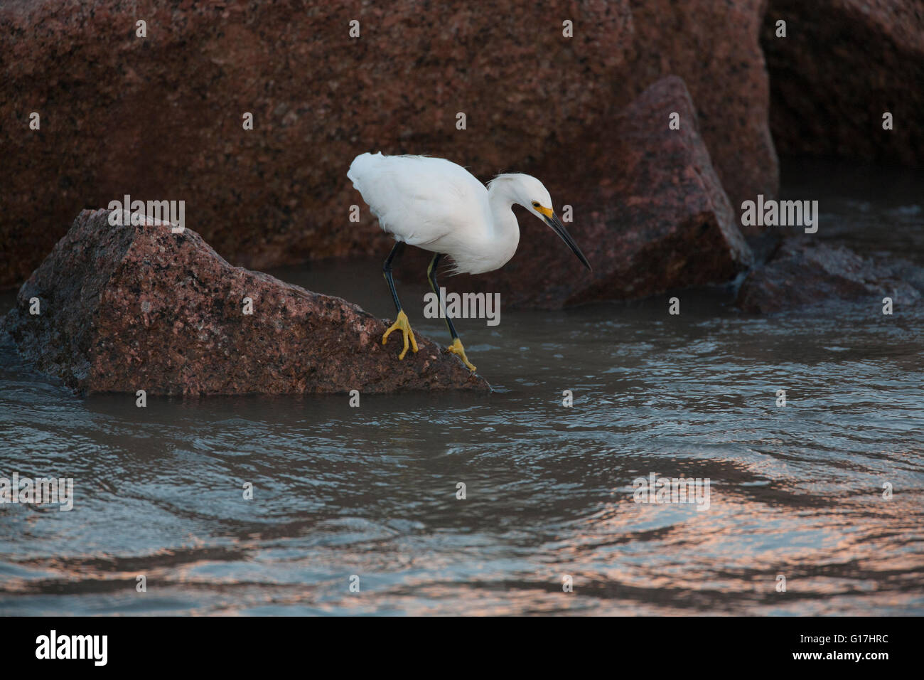 Snowy egret (Egretta thula) fishes at Cameron Jetty Pier Facility ...