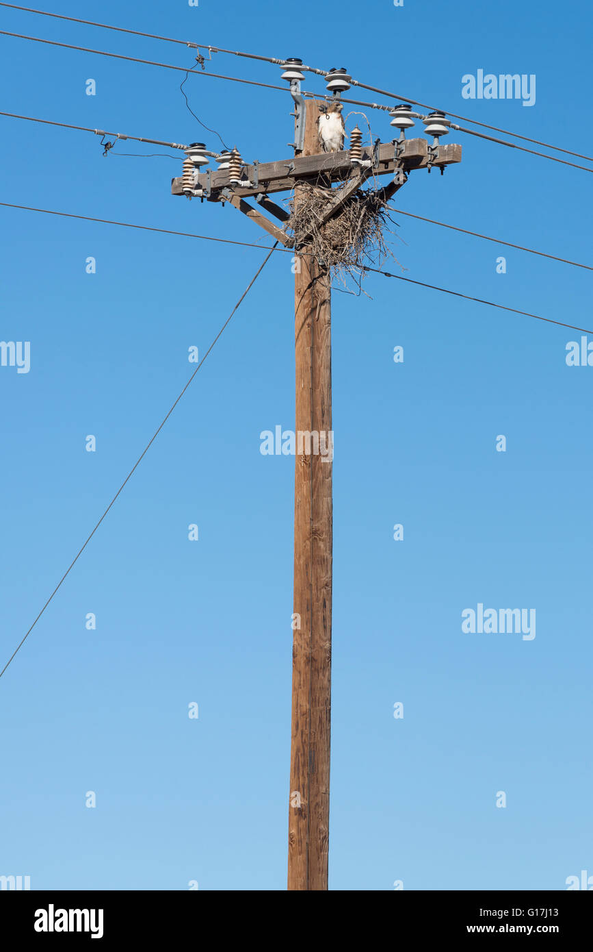Hawk and nest on a utility pole in West Texas Stock Photo - Alamy