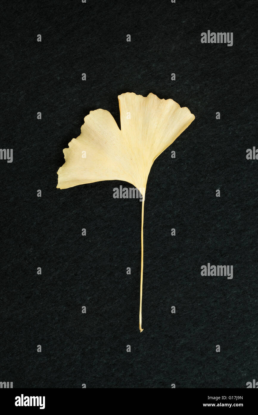 Dried yellow Ginkgo leaf on an isolated black background Stock Photo ...