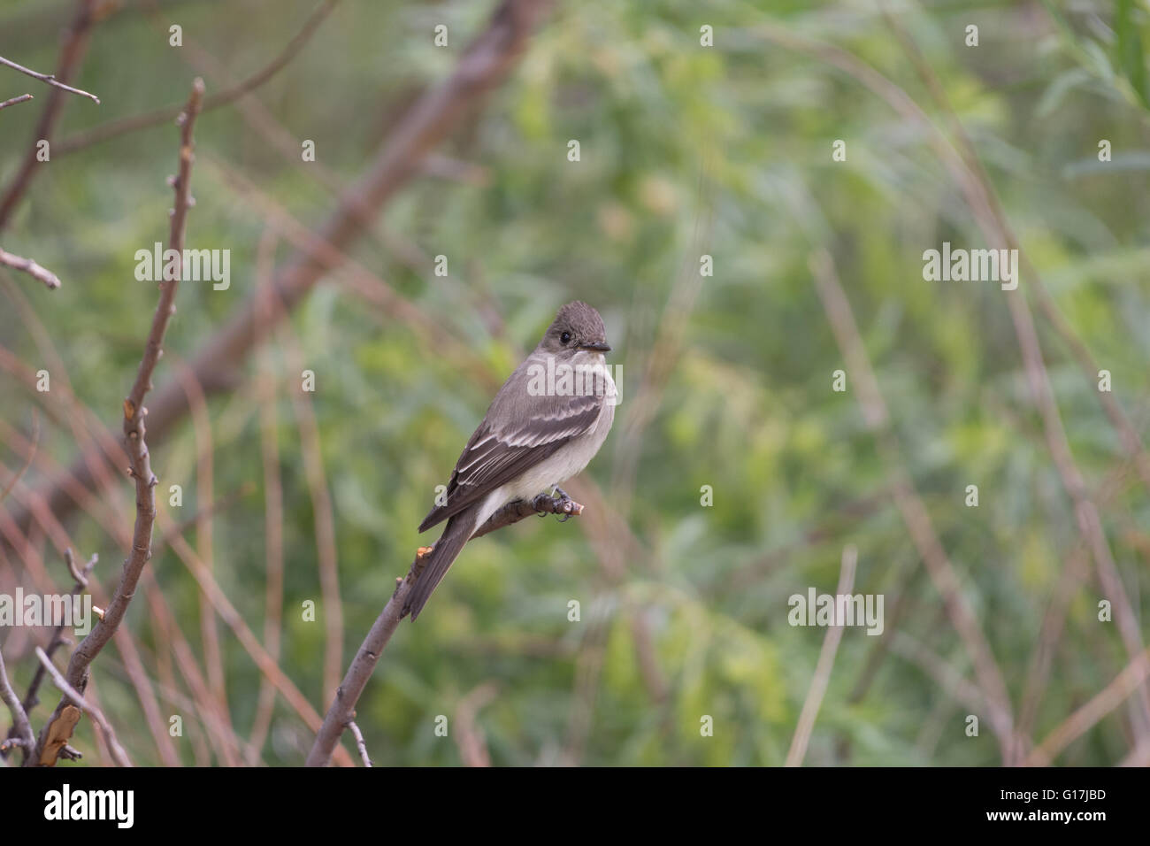 Western Wood-Pewee, (Contopus sordidulus), Bosque del Apache National ...