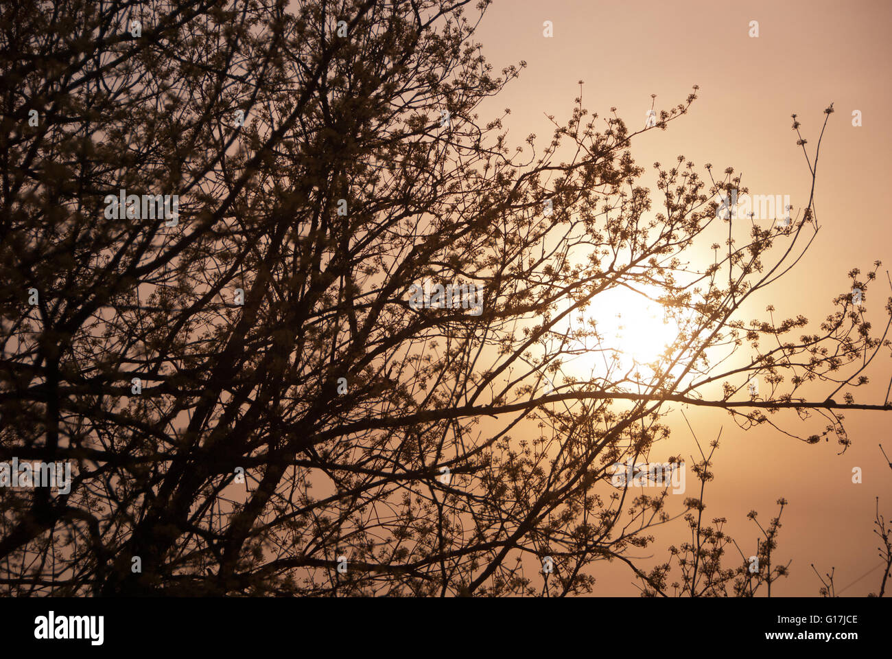 The sun is shining over Cornus(cornus officinalis siebold & zucc/cornus ...