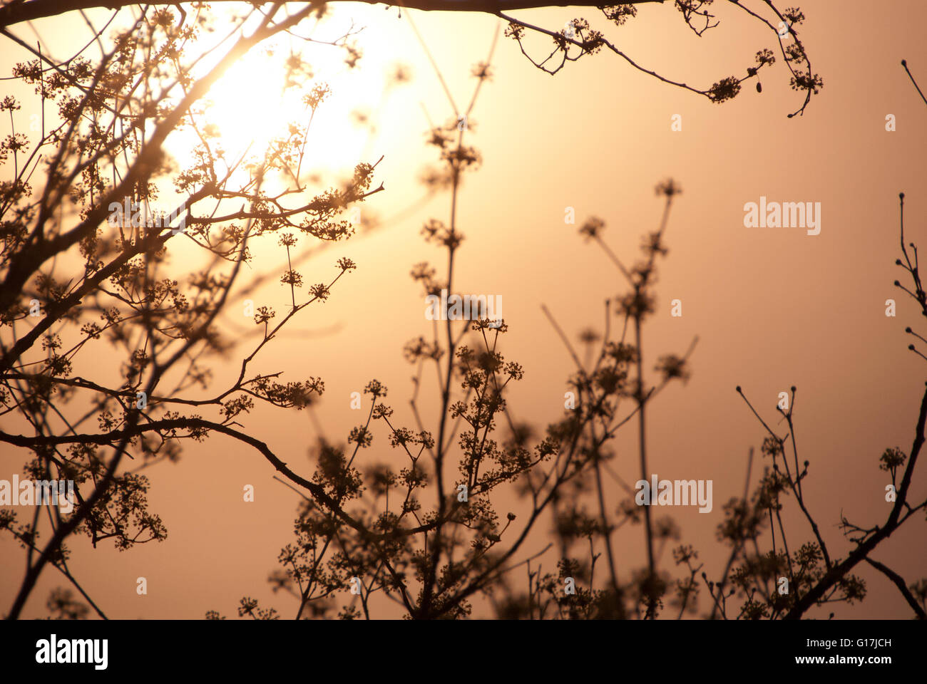 The sun is shining over Cornus(cornus officinalis siebold & zucc/cornus ...