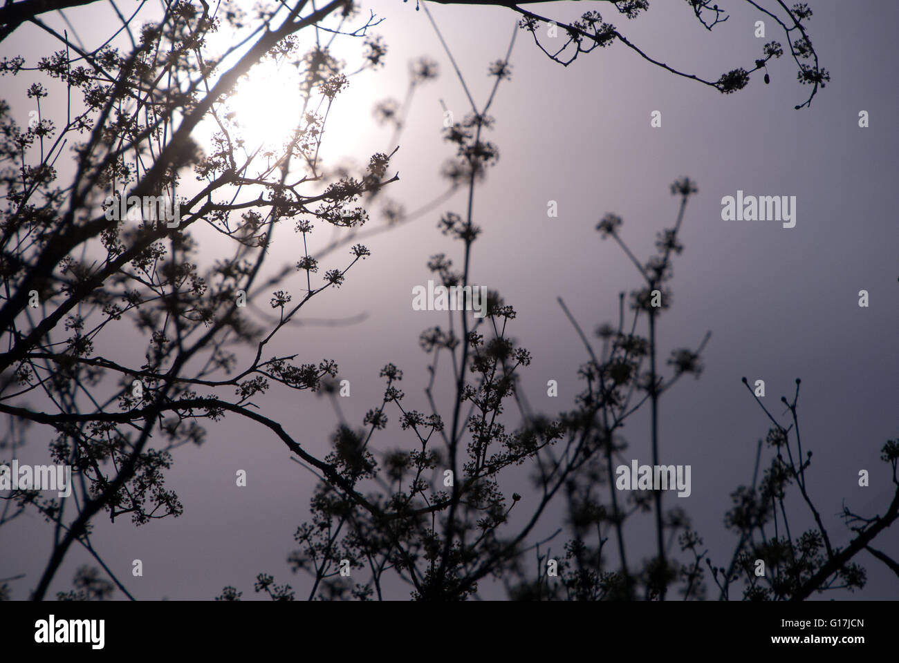 The sun is shining over Cornus(cornus officinalis siebold & zucc/cornus ...