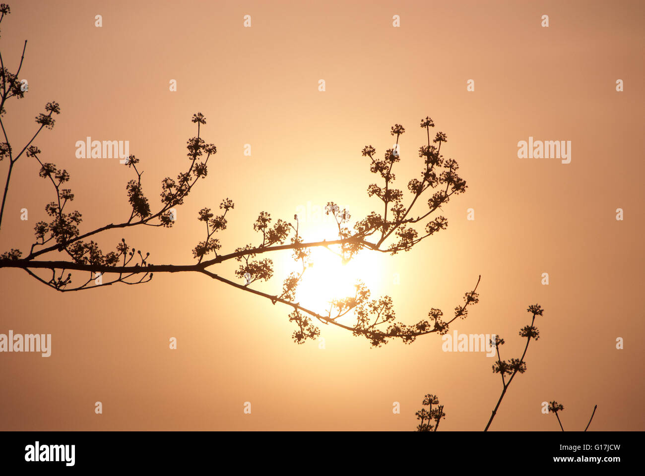 The sun is shining over Cornus(cornus officinalis siebold & zucc/cornus ...
