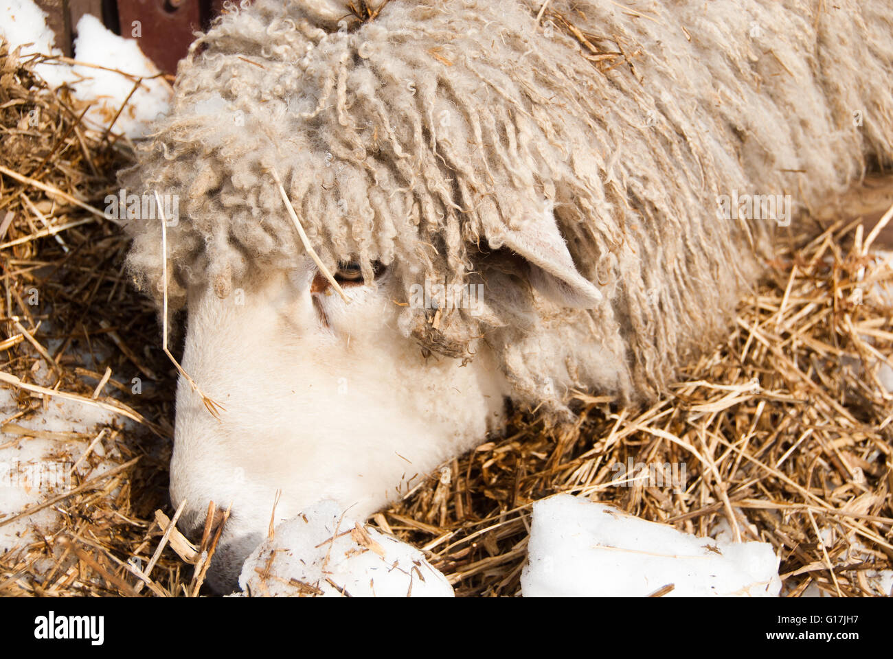 Sheep eating in snow hi-res stock photography and images - Alamy