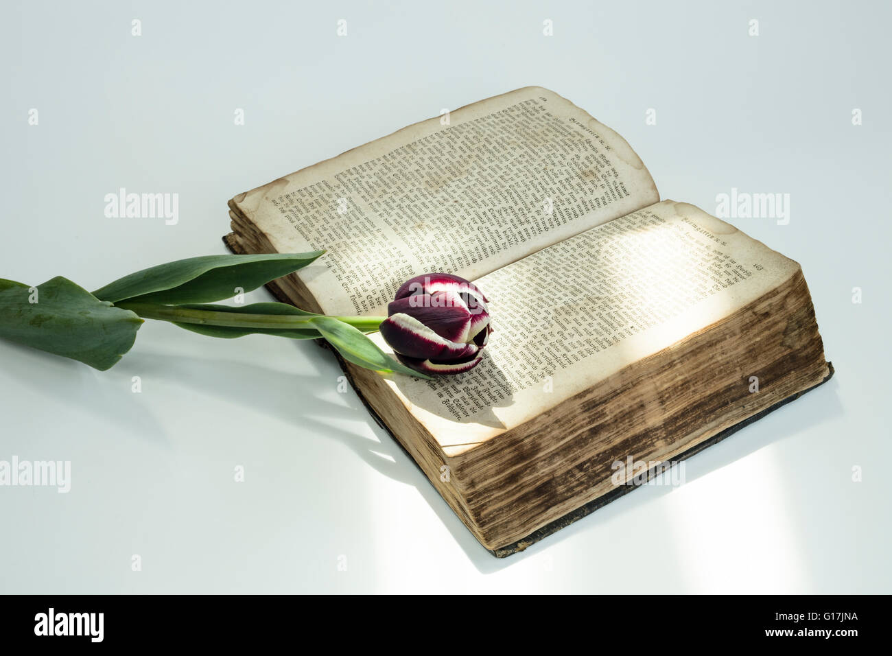 Opened old ancient german book about gardening and a dark purple tulip ...