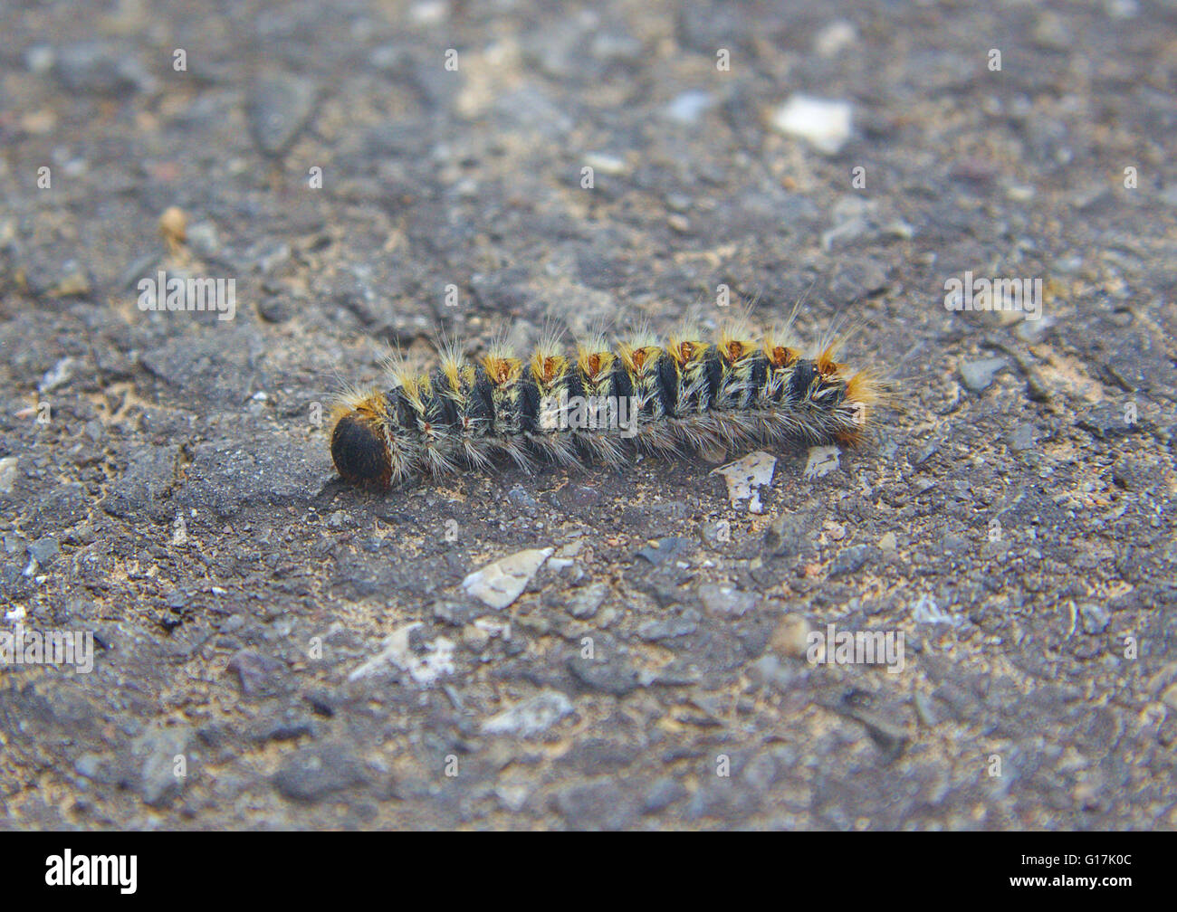 Larva of pine processionary moth or Thaumetopoea pityocampa Stock Photo ...